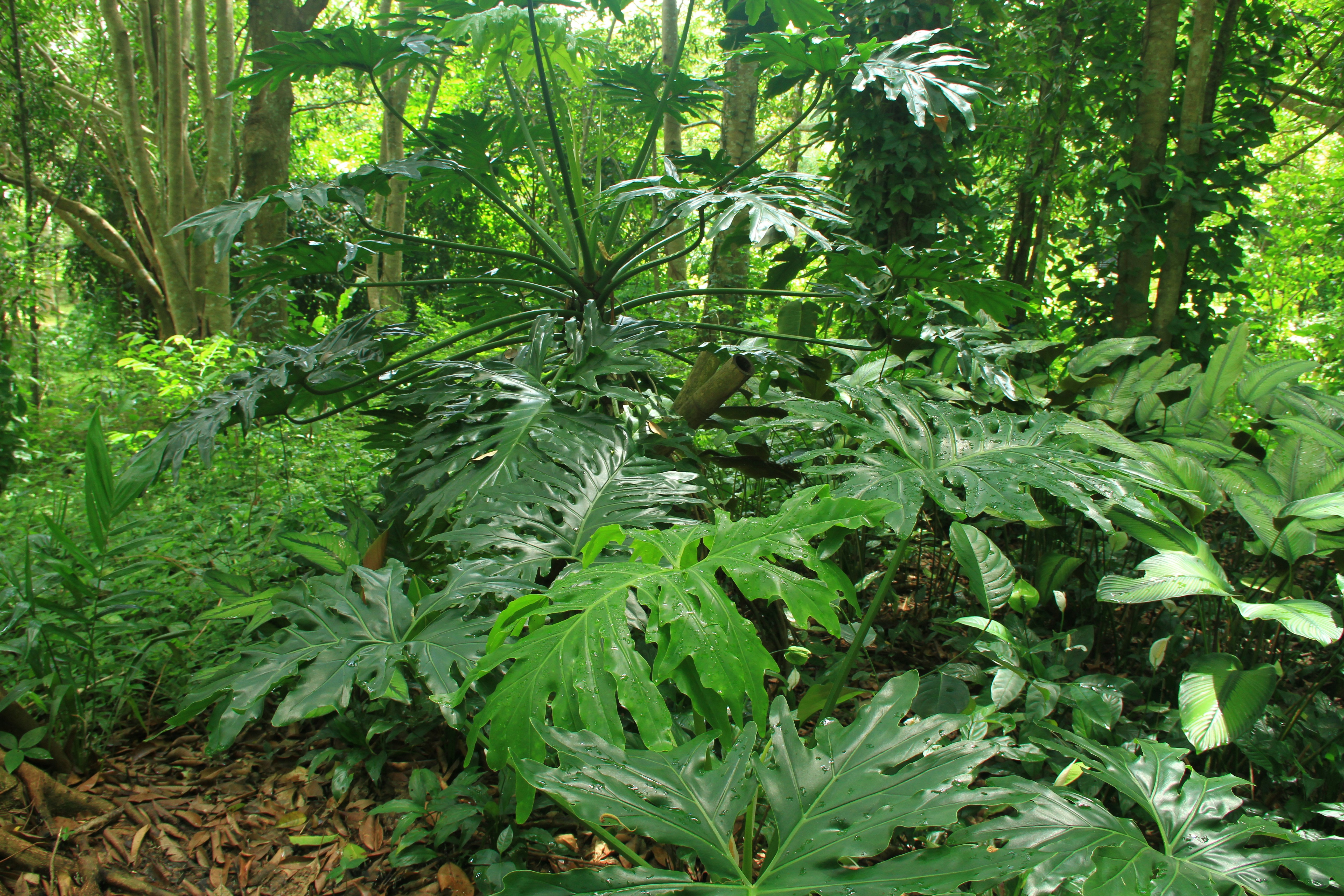 Forest of Deeply Incised Leaves: Bold Jungle Foliage in Dappled Light