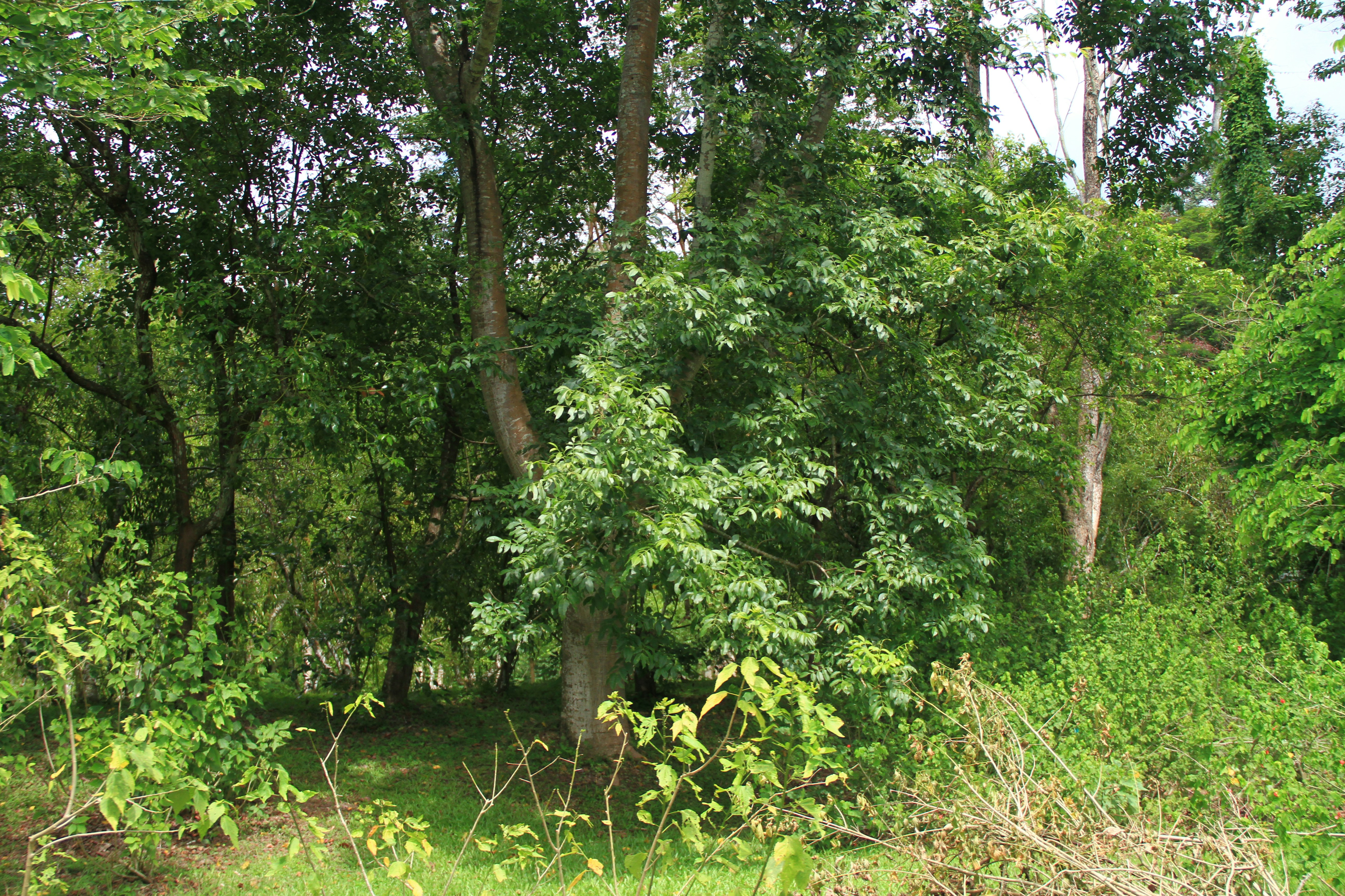 Sunlit Copse: A Quiet Edge of Green