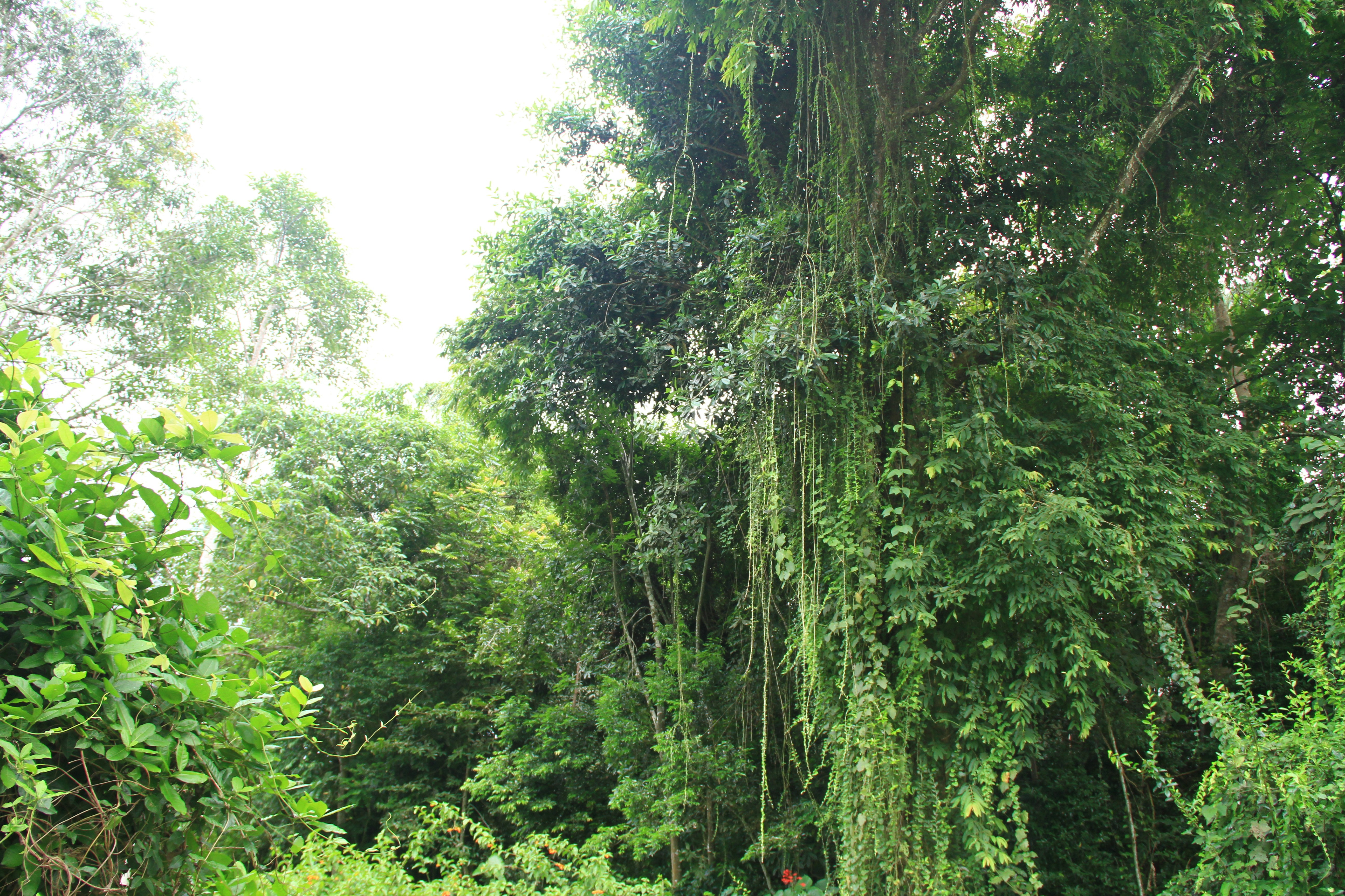 Undergrowth Cathedral: Vines and foliage Cling to a Sunlit Rainforest Wall
