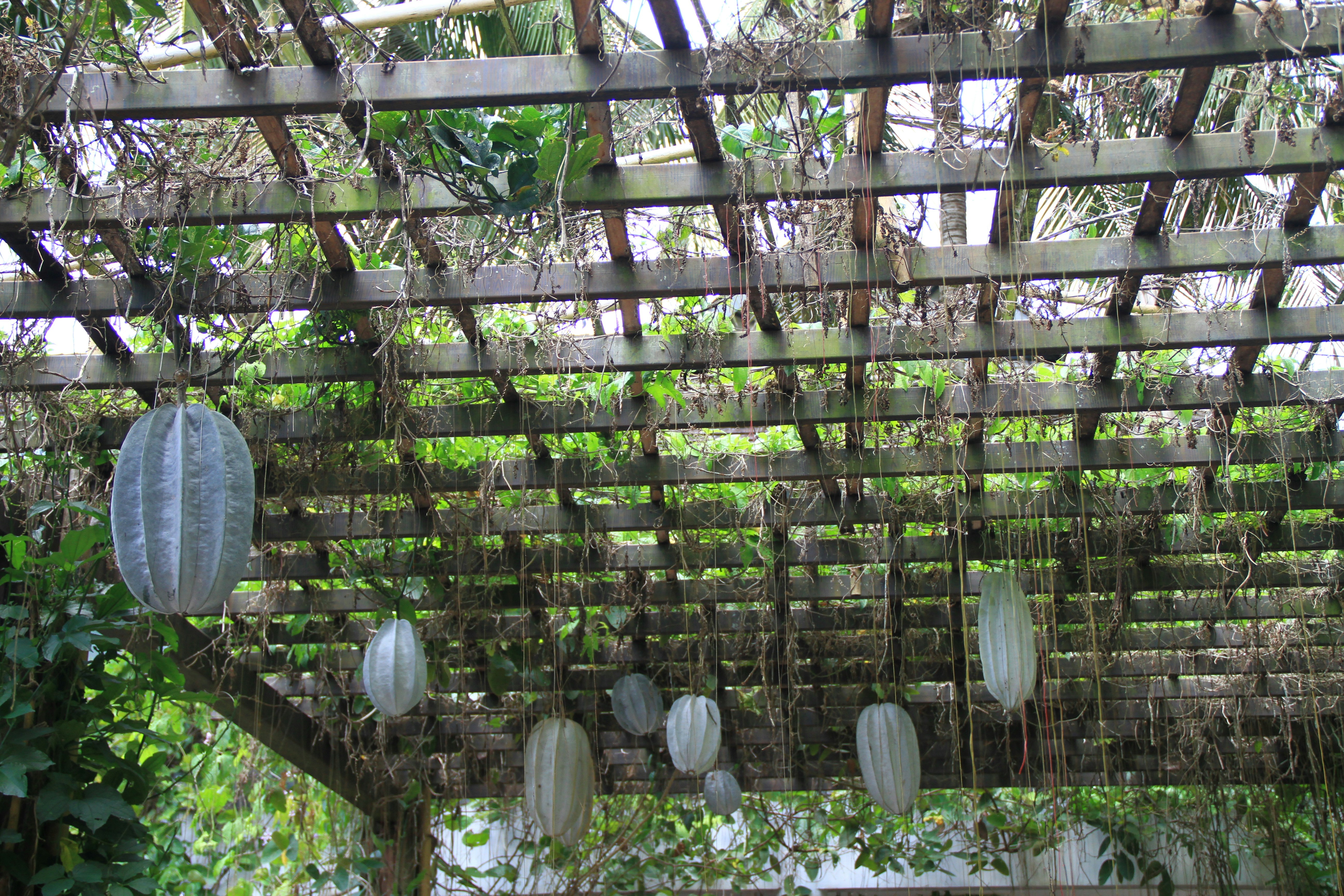 Hanging Lanterns under a Pergola of Greenery
