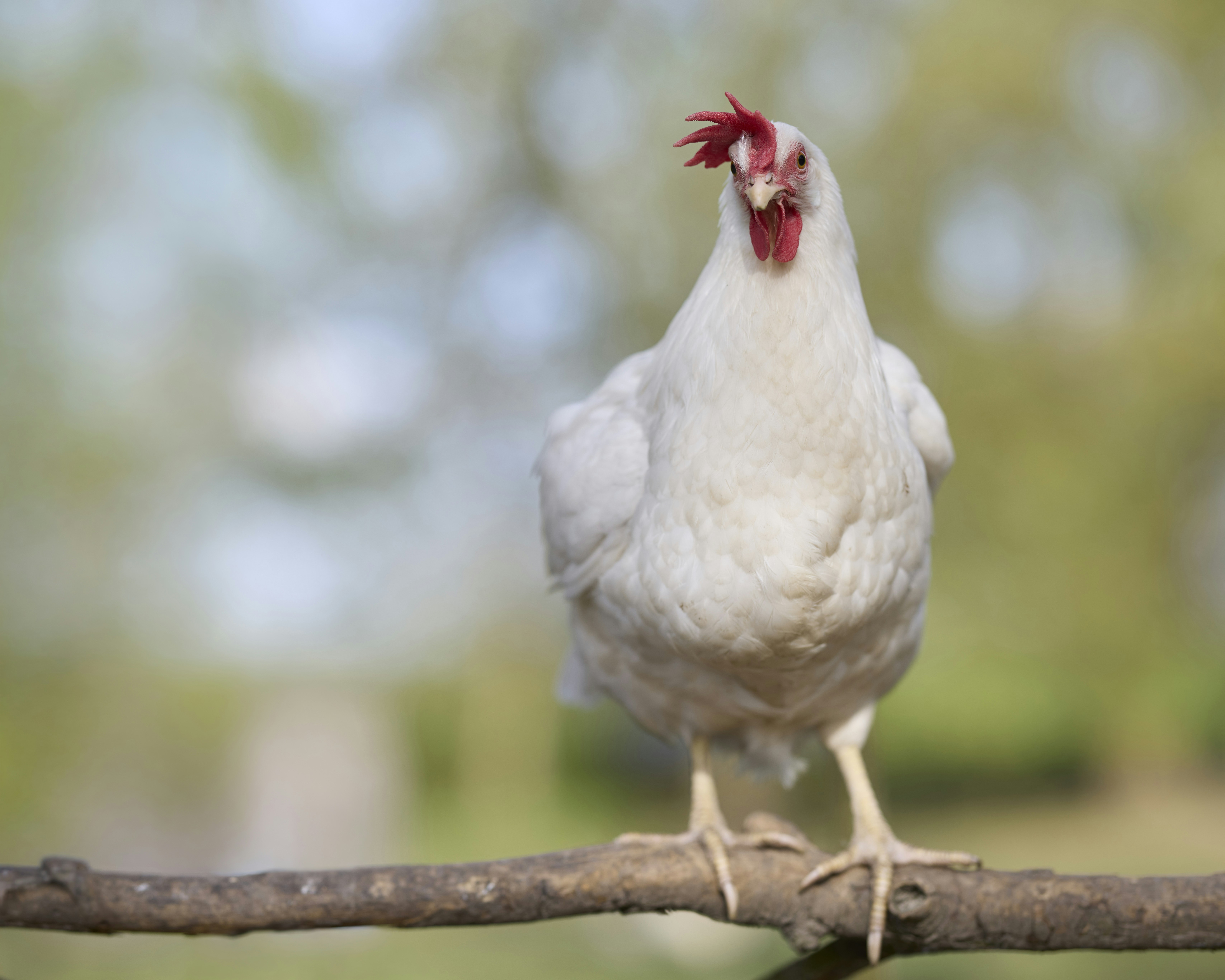 Dominant White Rooster on a Quiet Perch