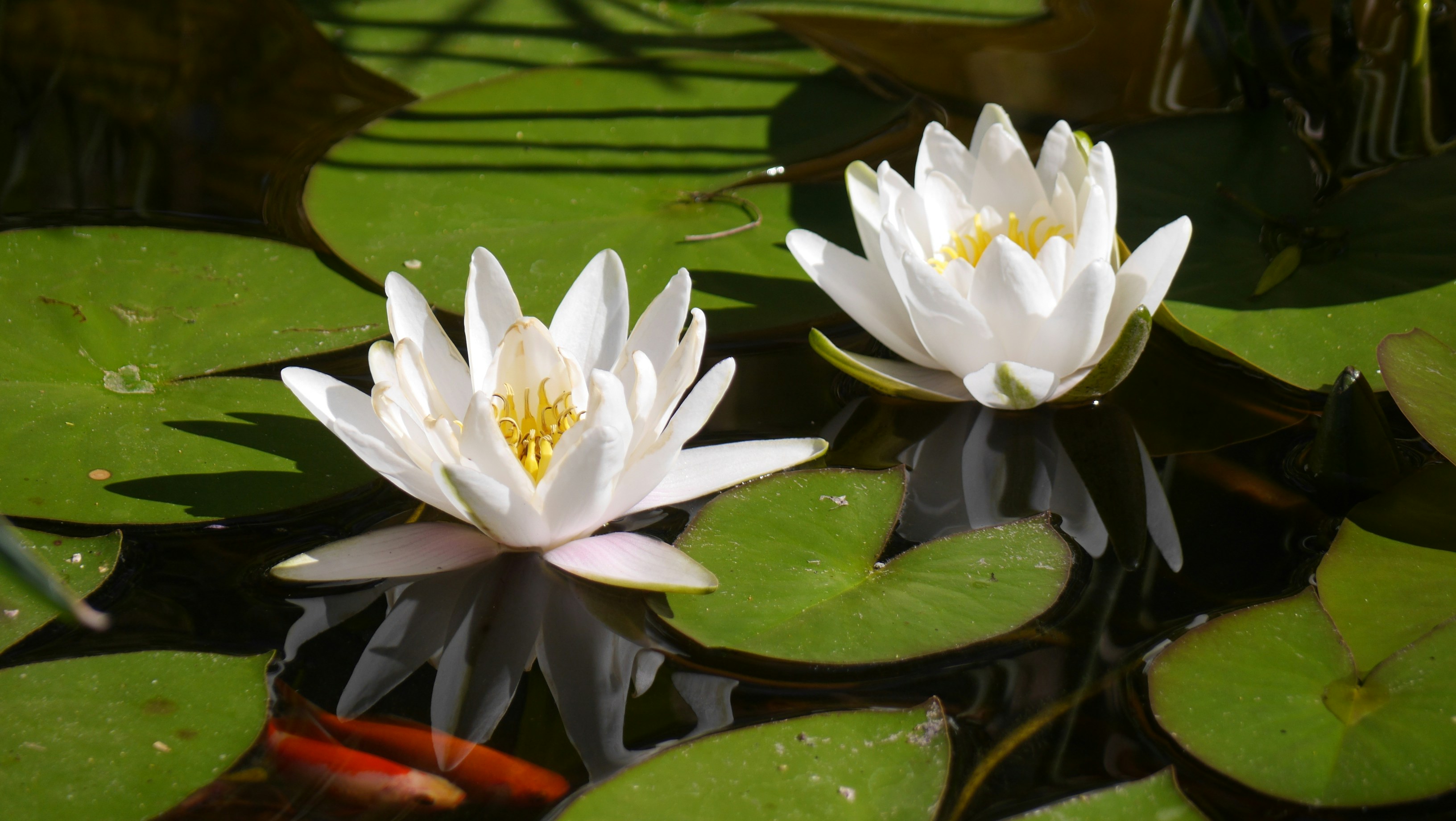 Concord of White Blooms on Aquiet Lily Pad Stage