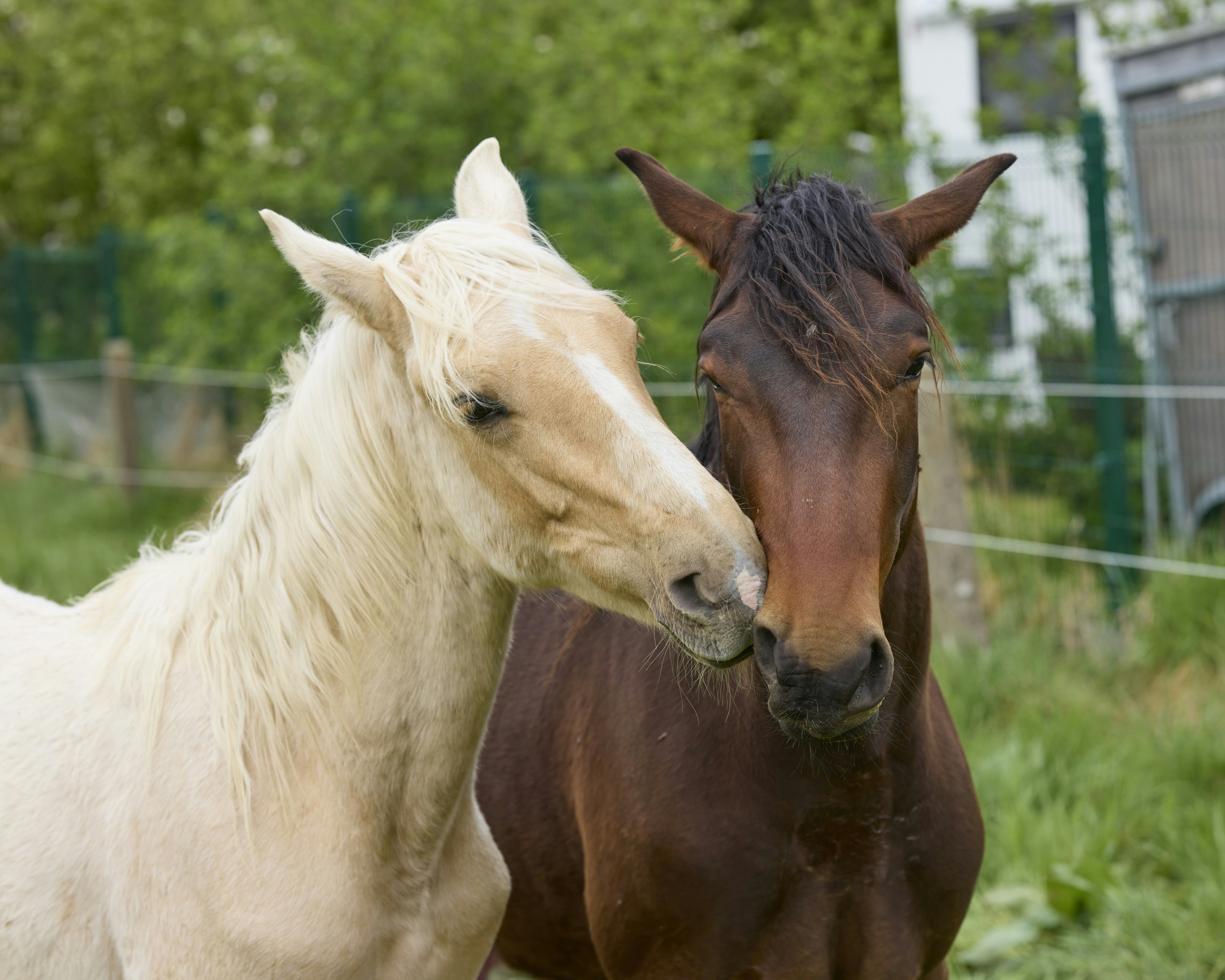 Two-Coat Companions: A Gentle Nuzzle in the Field