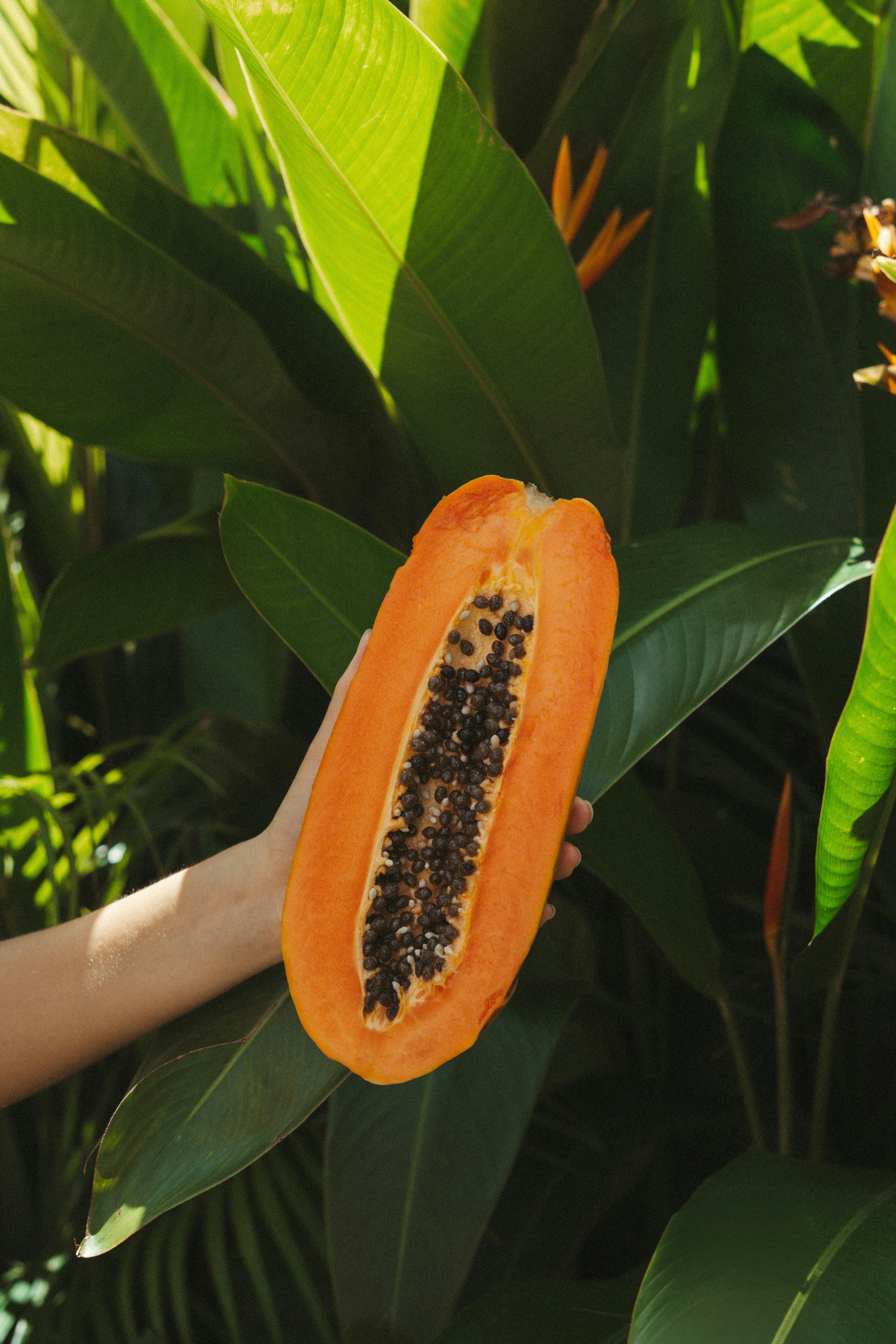Juicy Papaya Slice in a Green Canopy