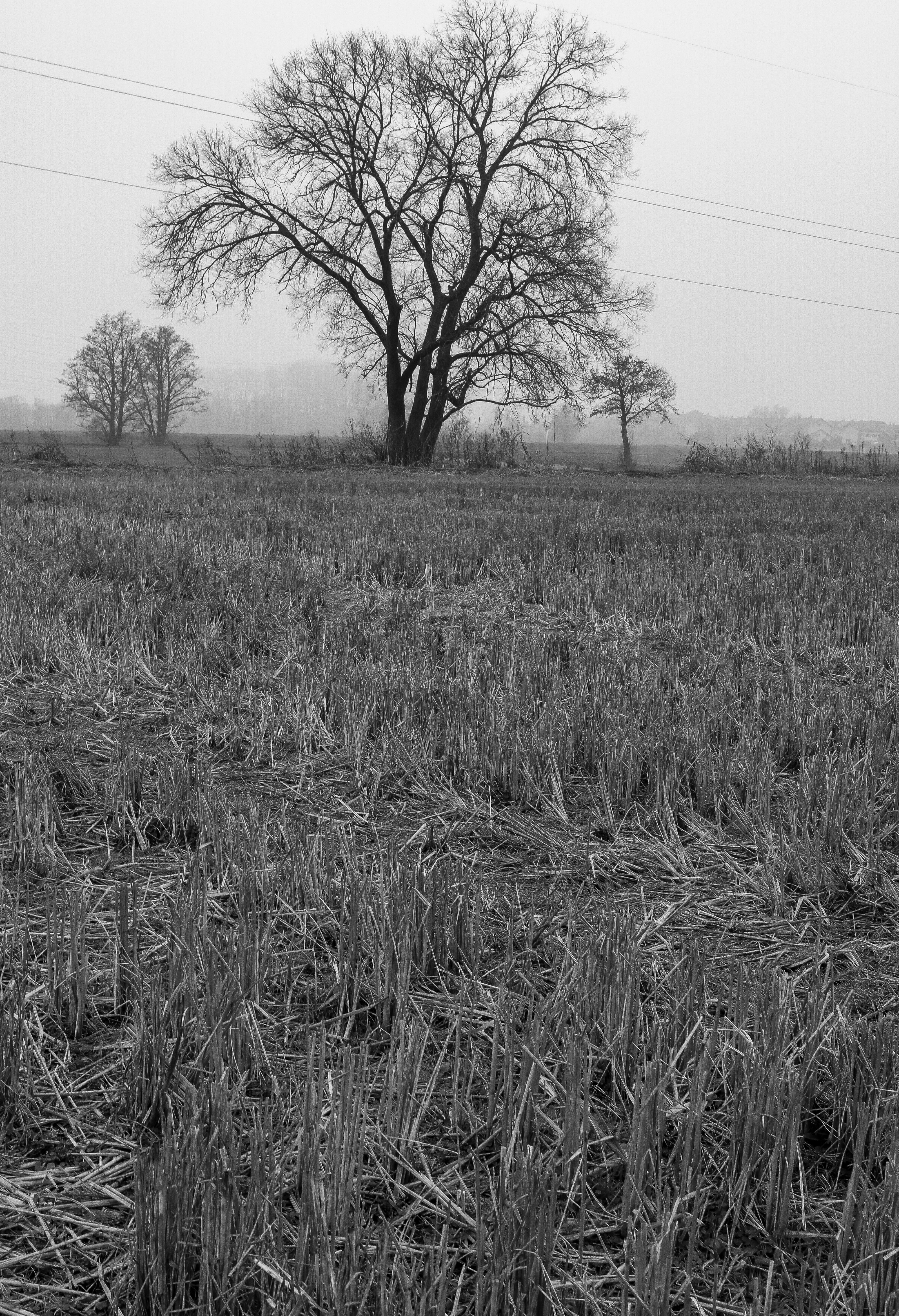 Lonely Tree Crowned by Winter Sky