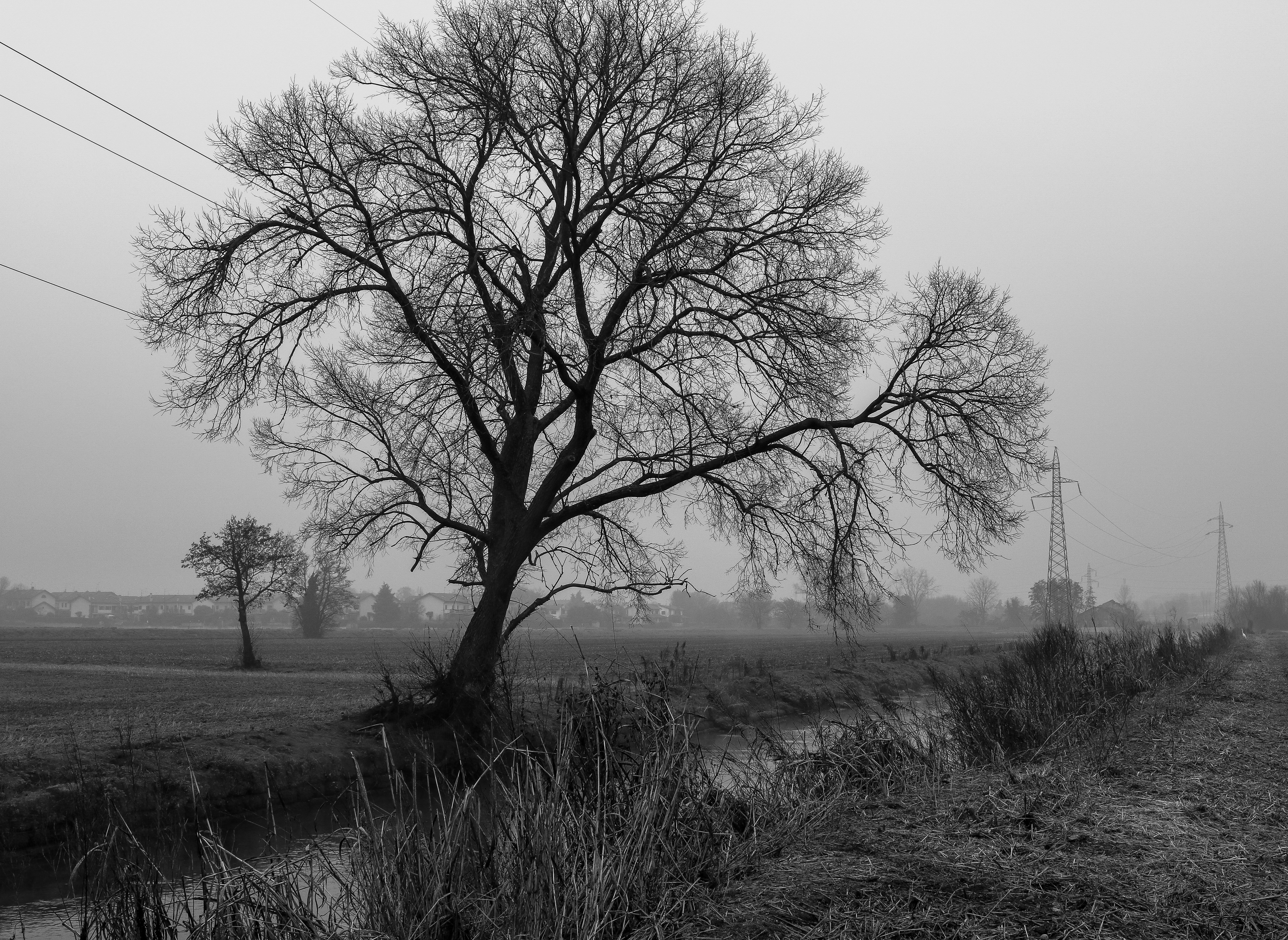 Lonely Winter Linden by the Distant Road