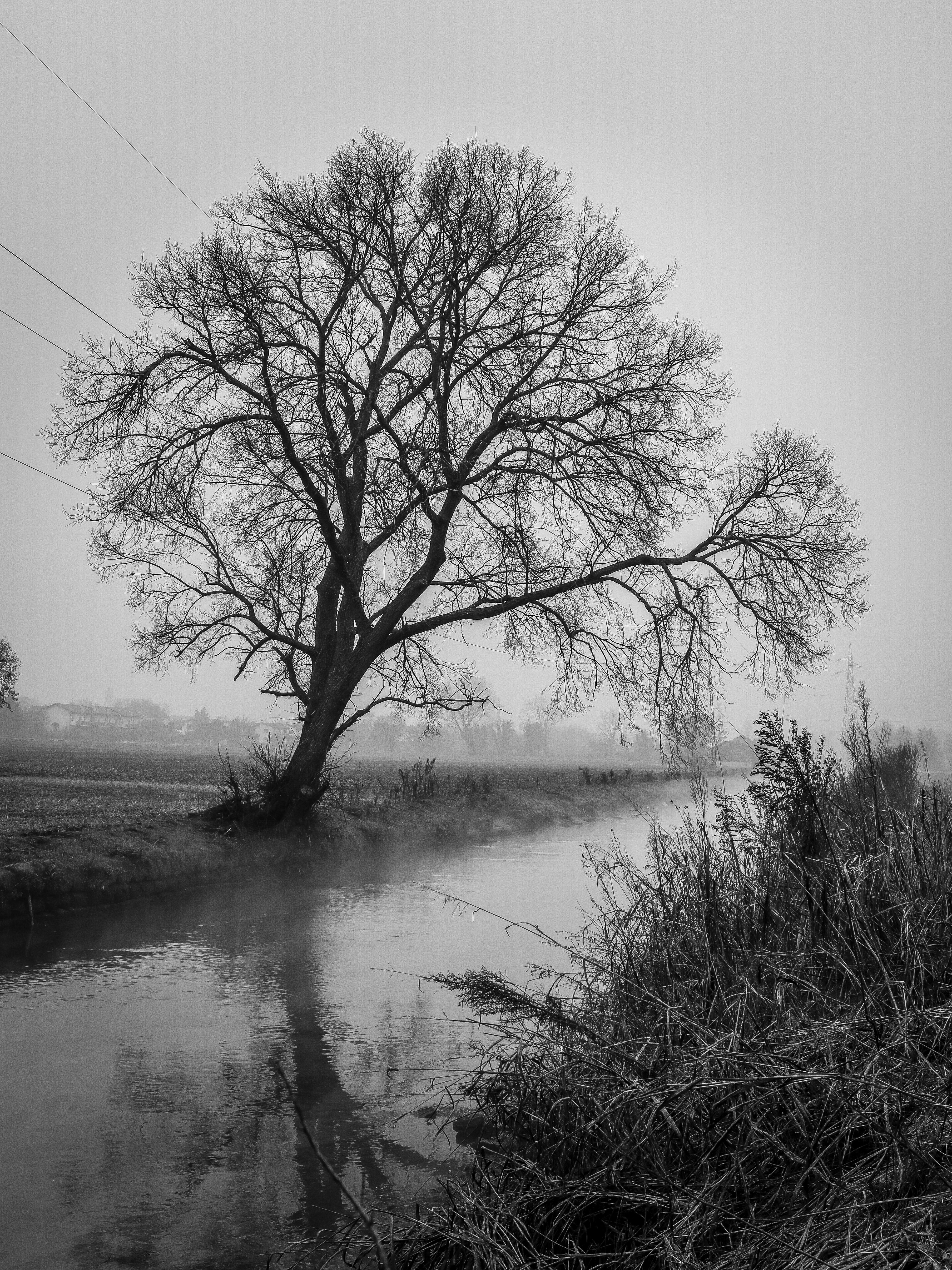 Snowy, leafless tree arches over a calm riverbank with misty fields in the distance. A tranquil monochrome scene emphasizing stark branches and reflective water.