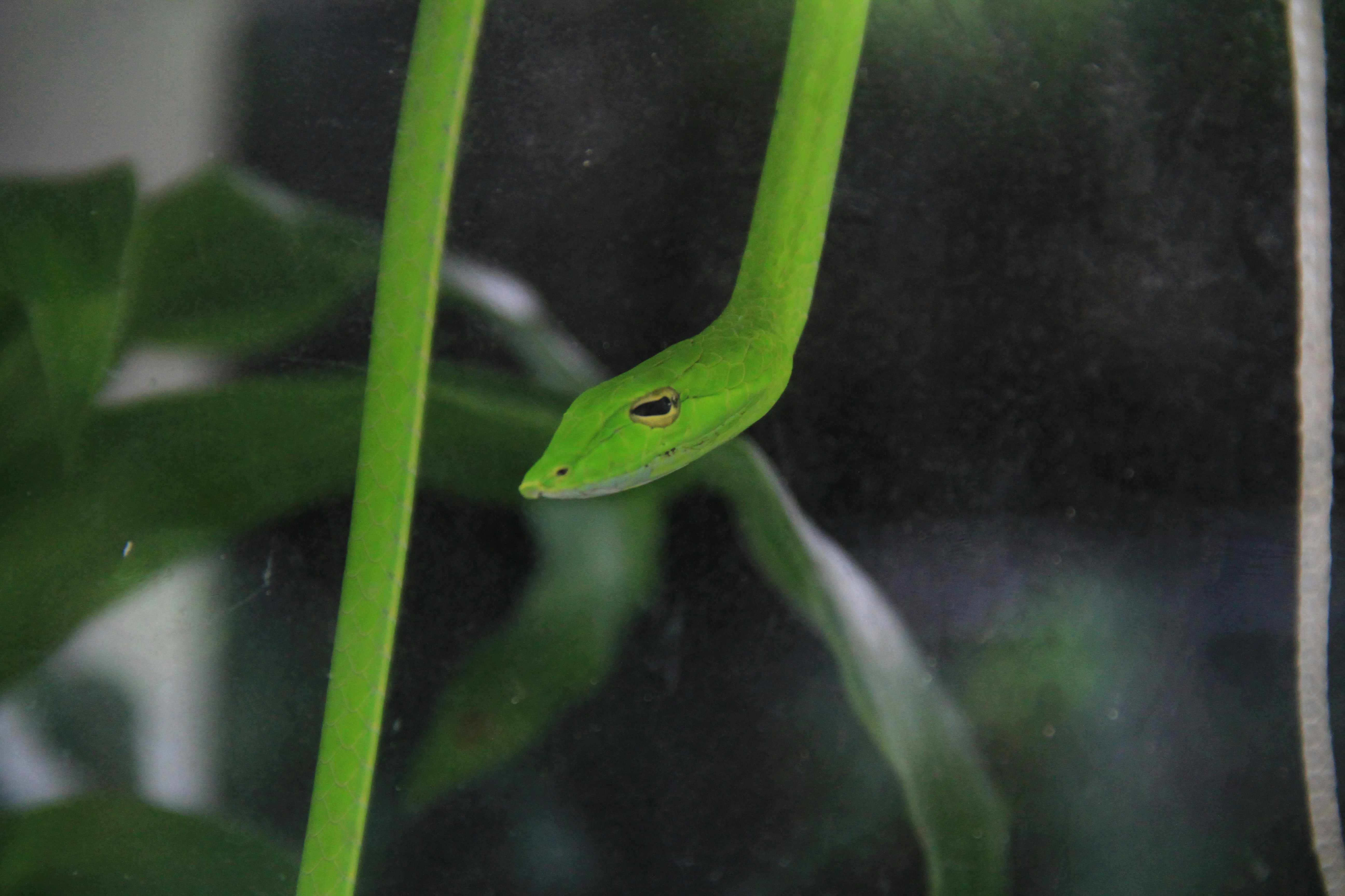 Emerald Nerve: a green arboreal snake pauses mid-glide