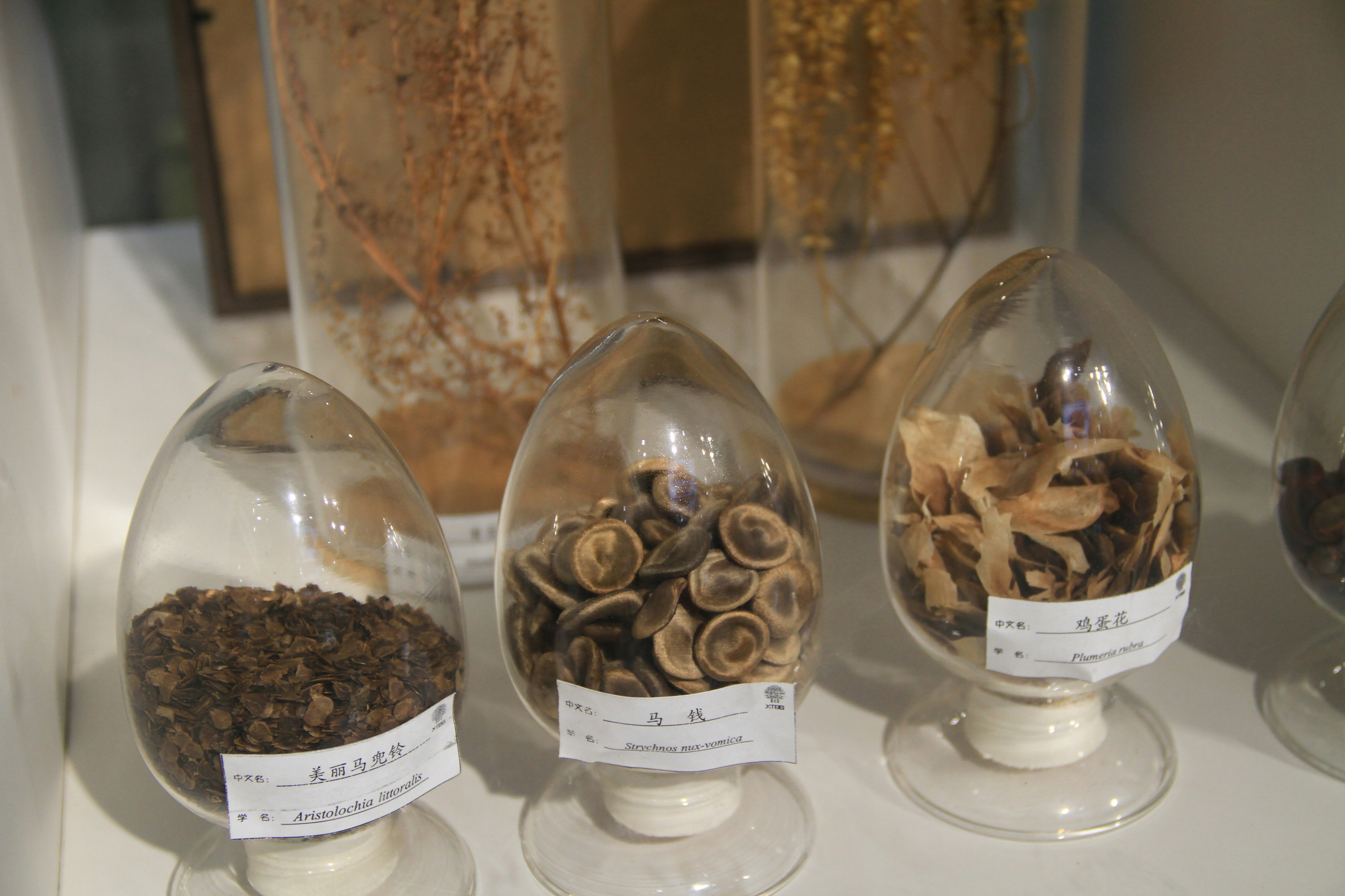Glass Domes of Dried Botanicals: A quiet display of preserved textures
