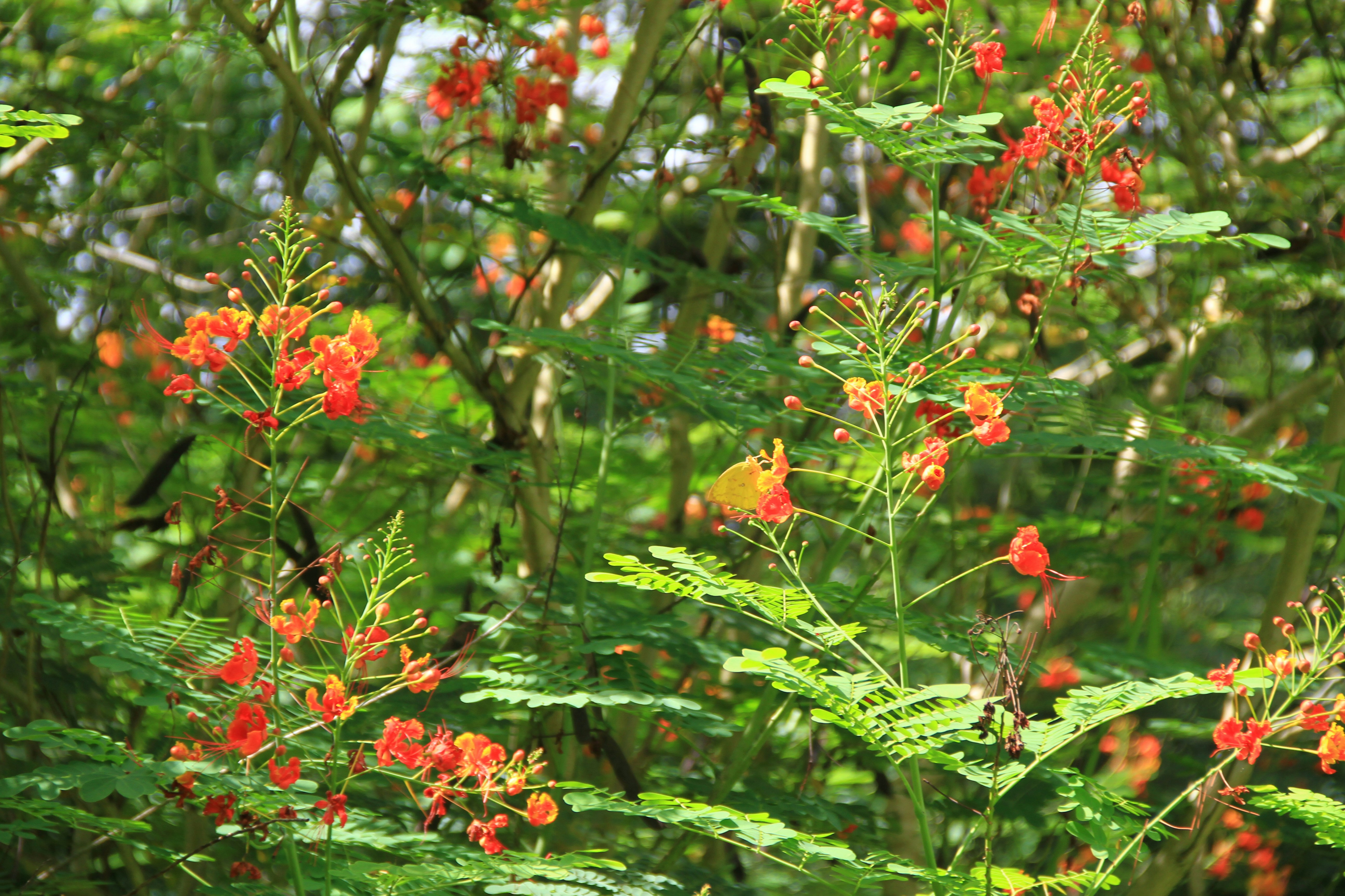 Crimson Berries in a Verdant Tangle