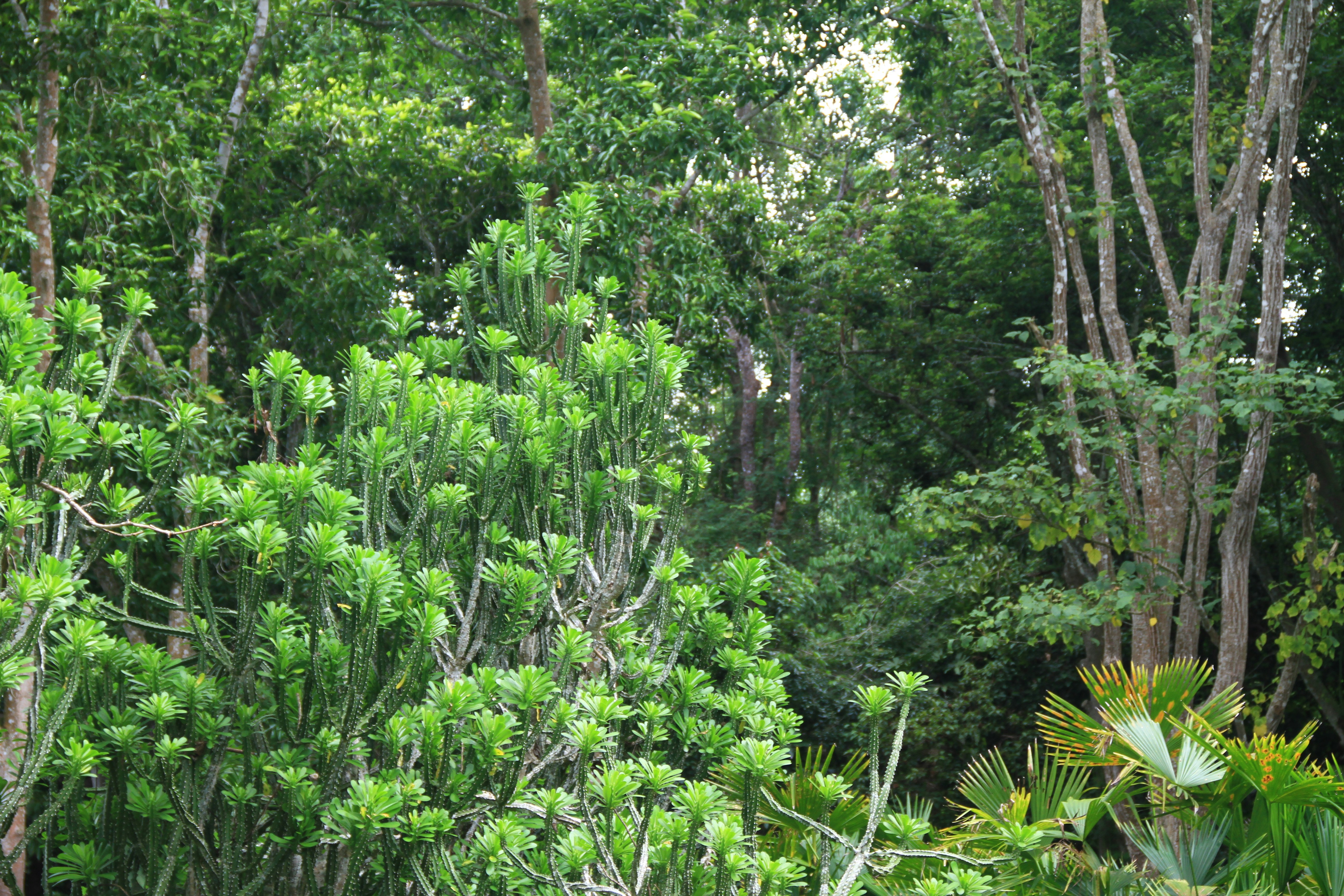 Sunlit Greenery: A Quiet Garden Corridor of Succulents and Palms