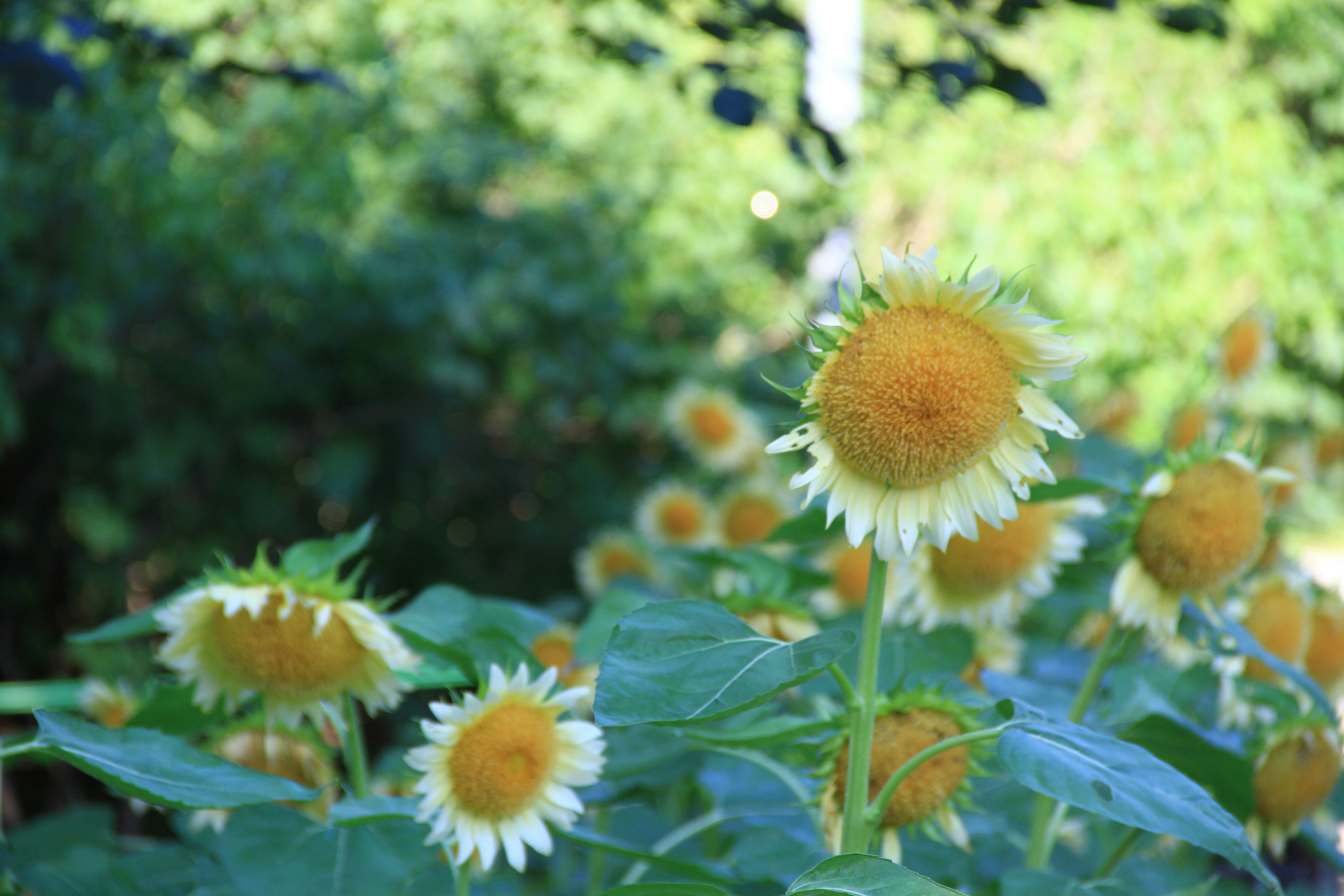 Sunlit Heads: A field of sunflowers leaning toward the afternoon glow
