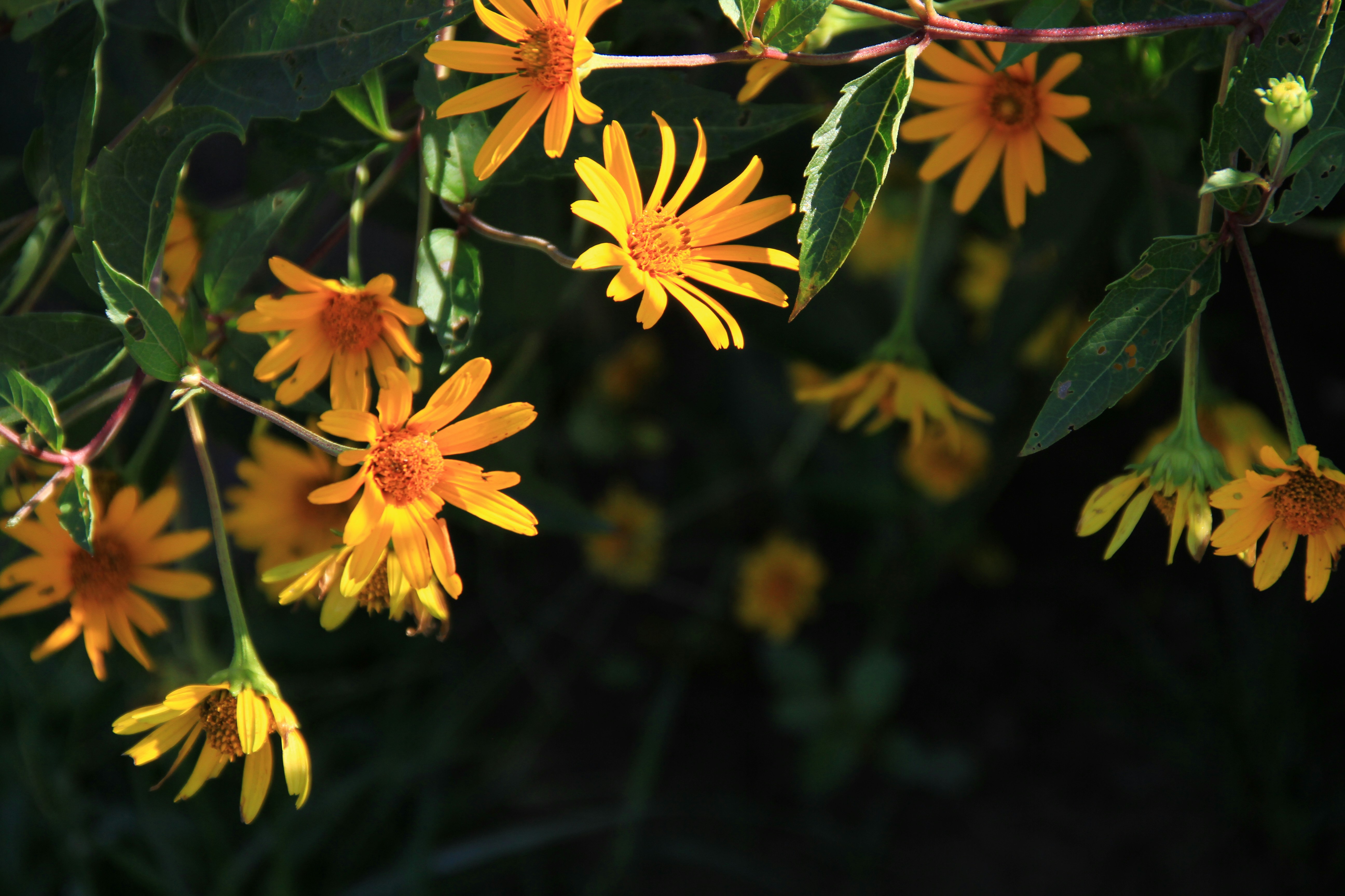 Sunlit Fireflowers: Gold petals on a shadowed vine