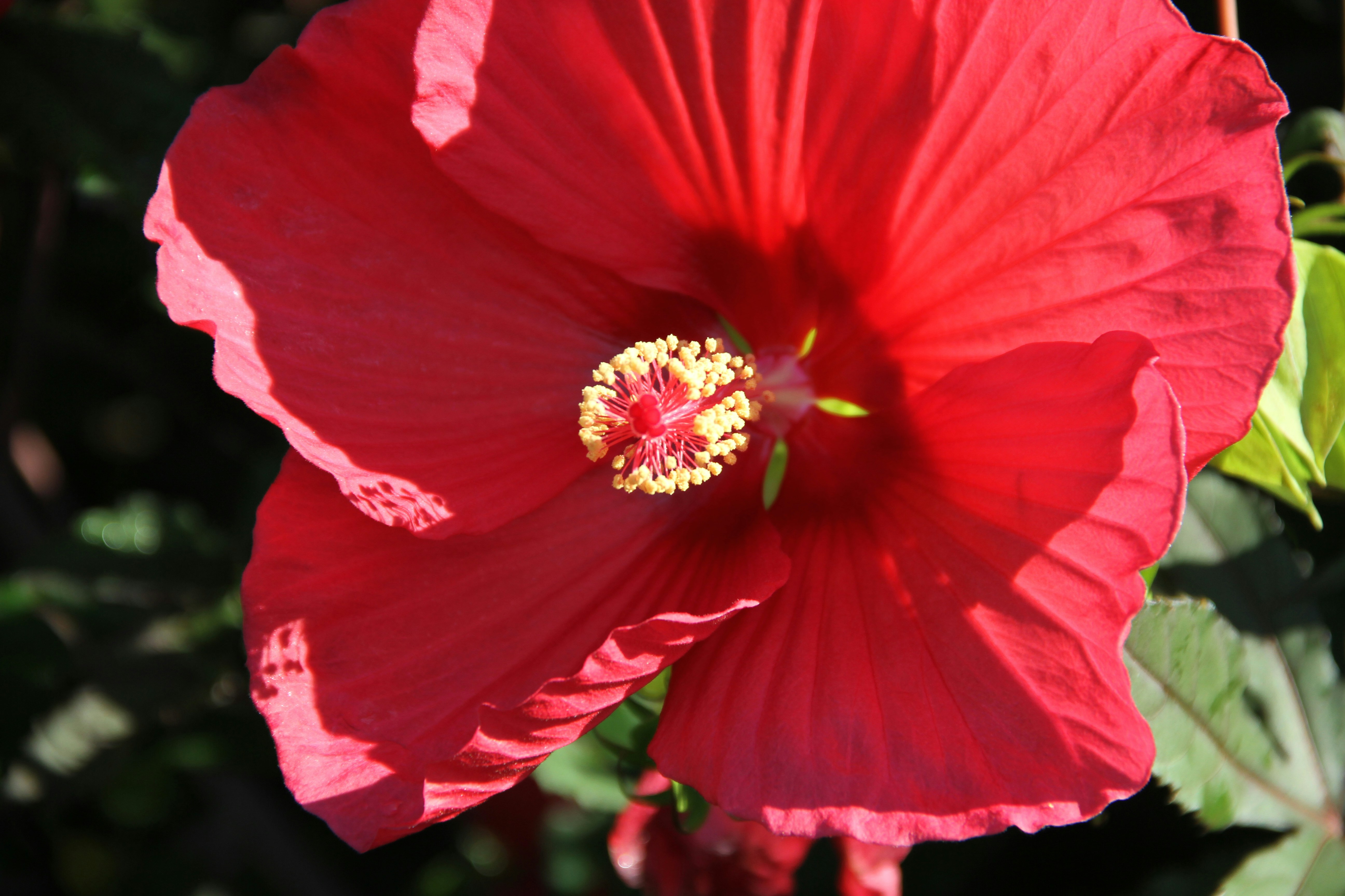Red hibiscus bloom: a close-up with sunlit petals and yellow stamen