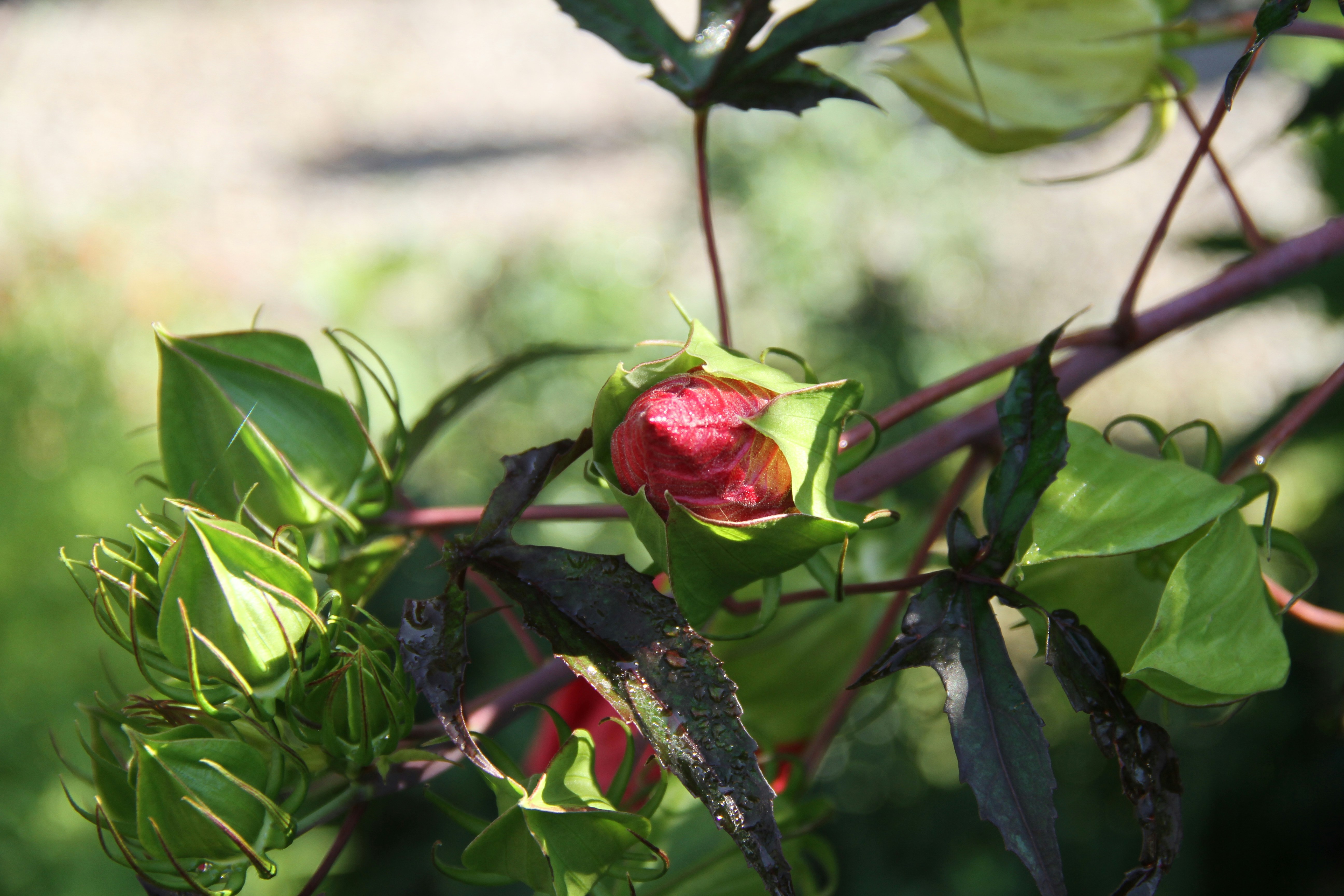 Crimson Bloom Emerging from a Thorny Vignette