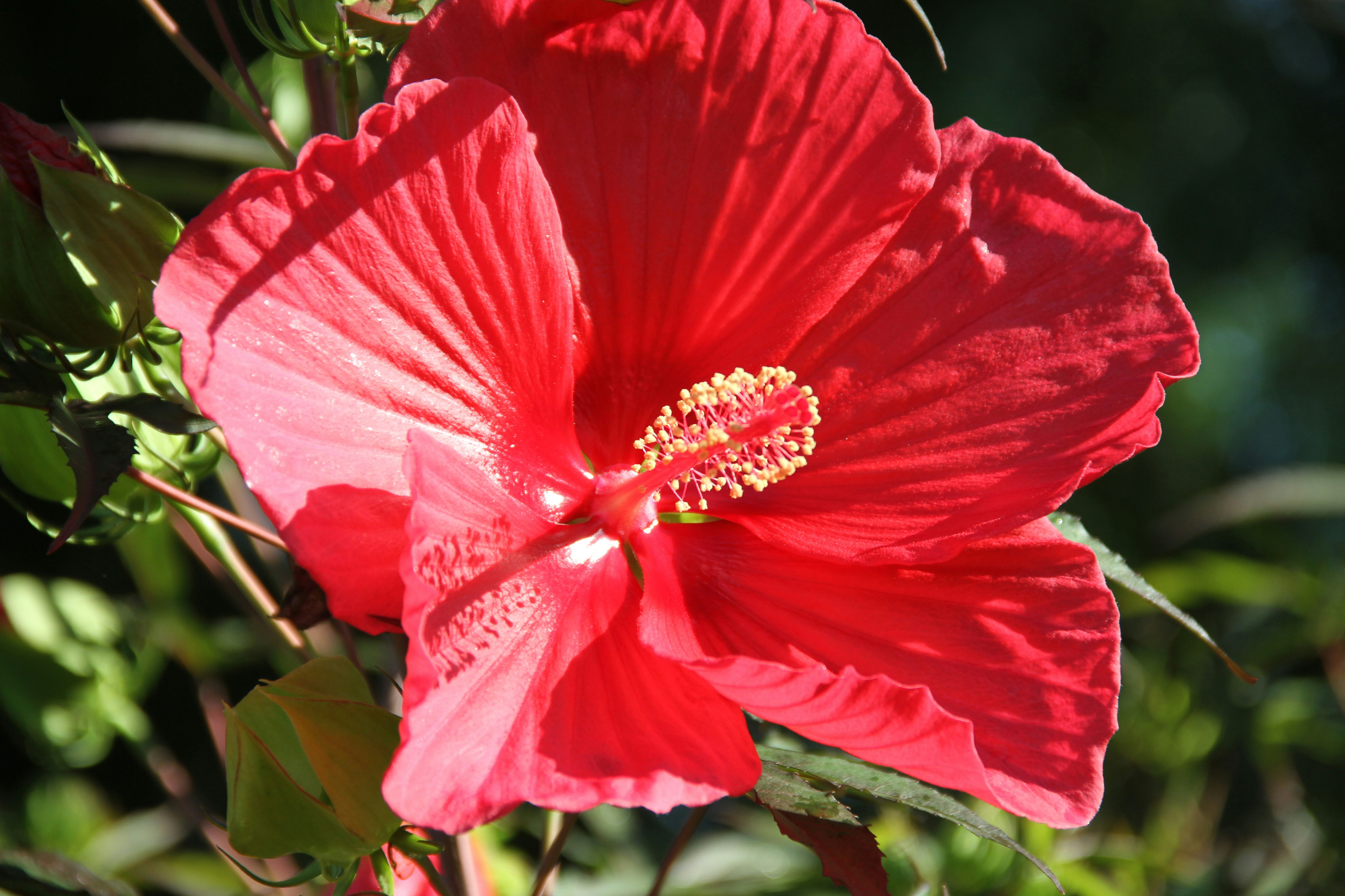 Crimson Hibiscus: Sunlit Petal Radiance