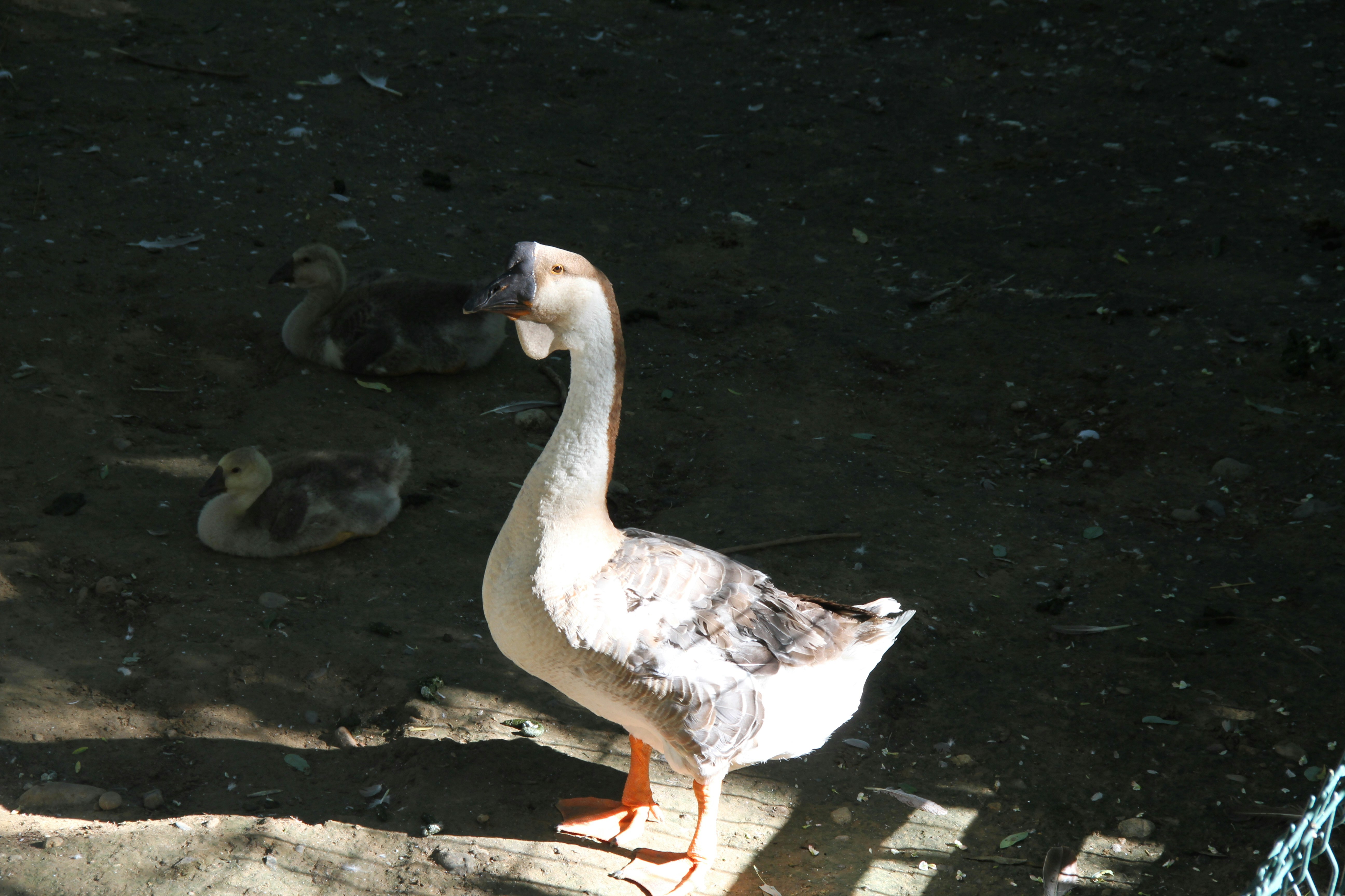 Sunlit Goose on a Shadowed Shore