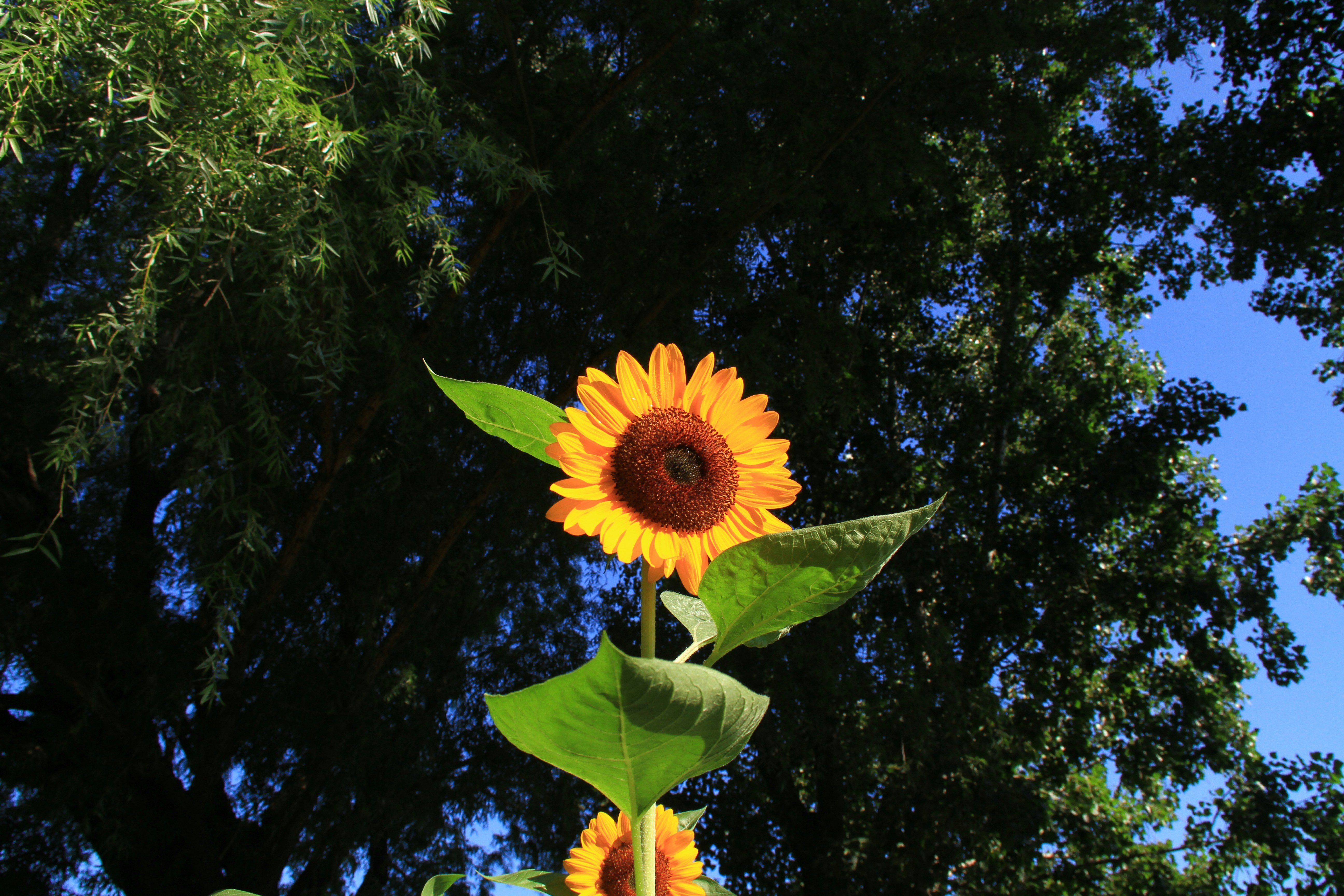 Sunflower Tower Reaches the Sky Under a Velvet Foliage Canopy