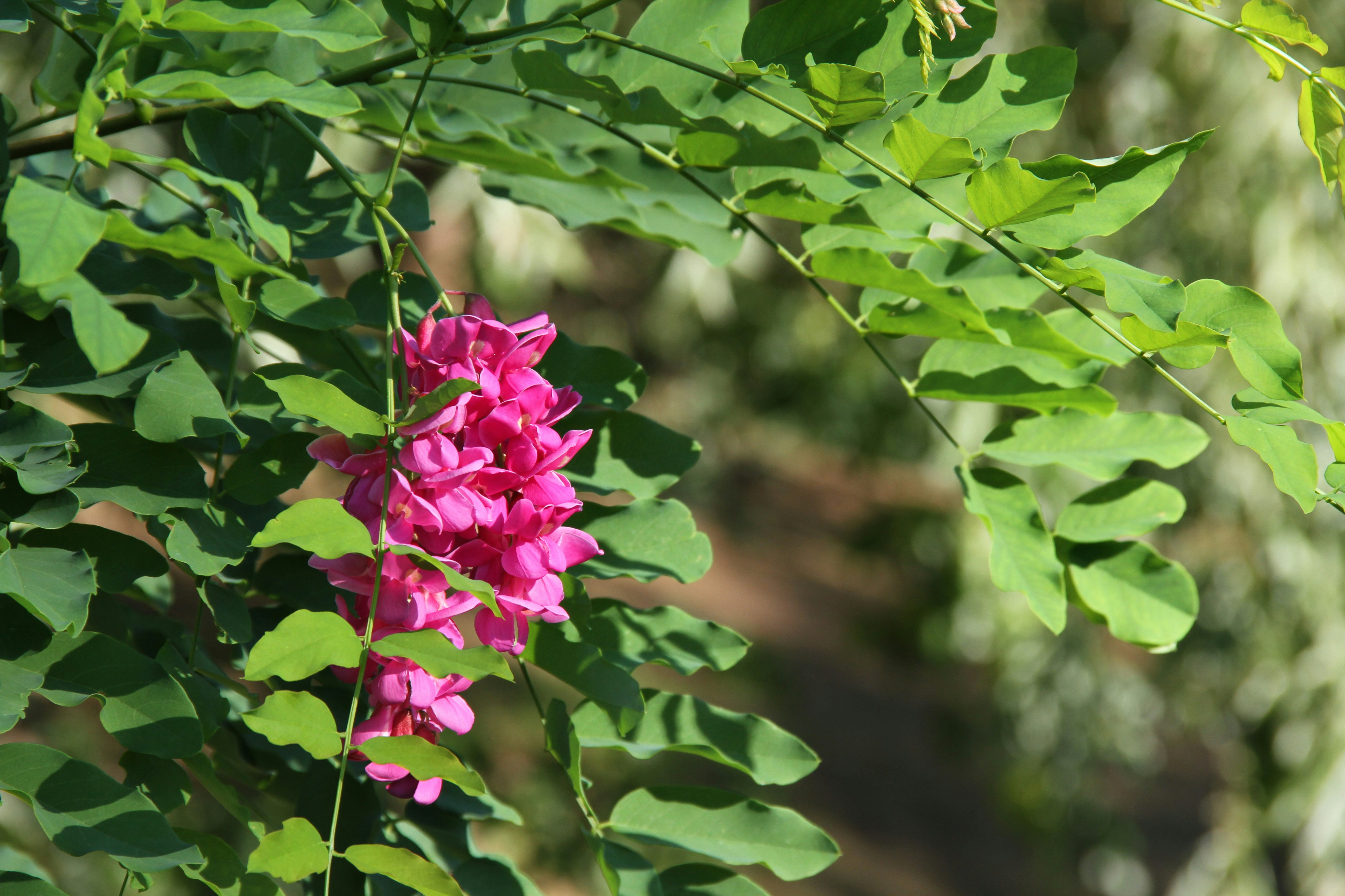 Pink flowers blooming on a green leafy branch.
