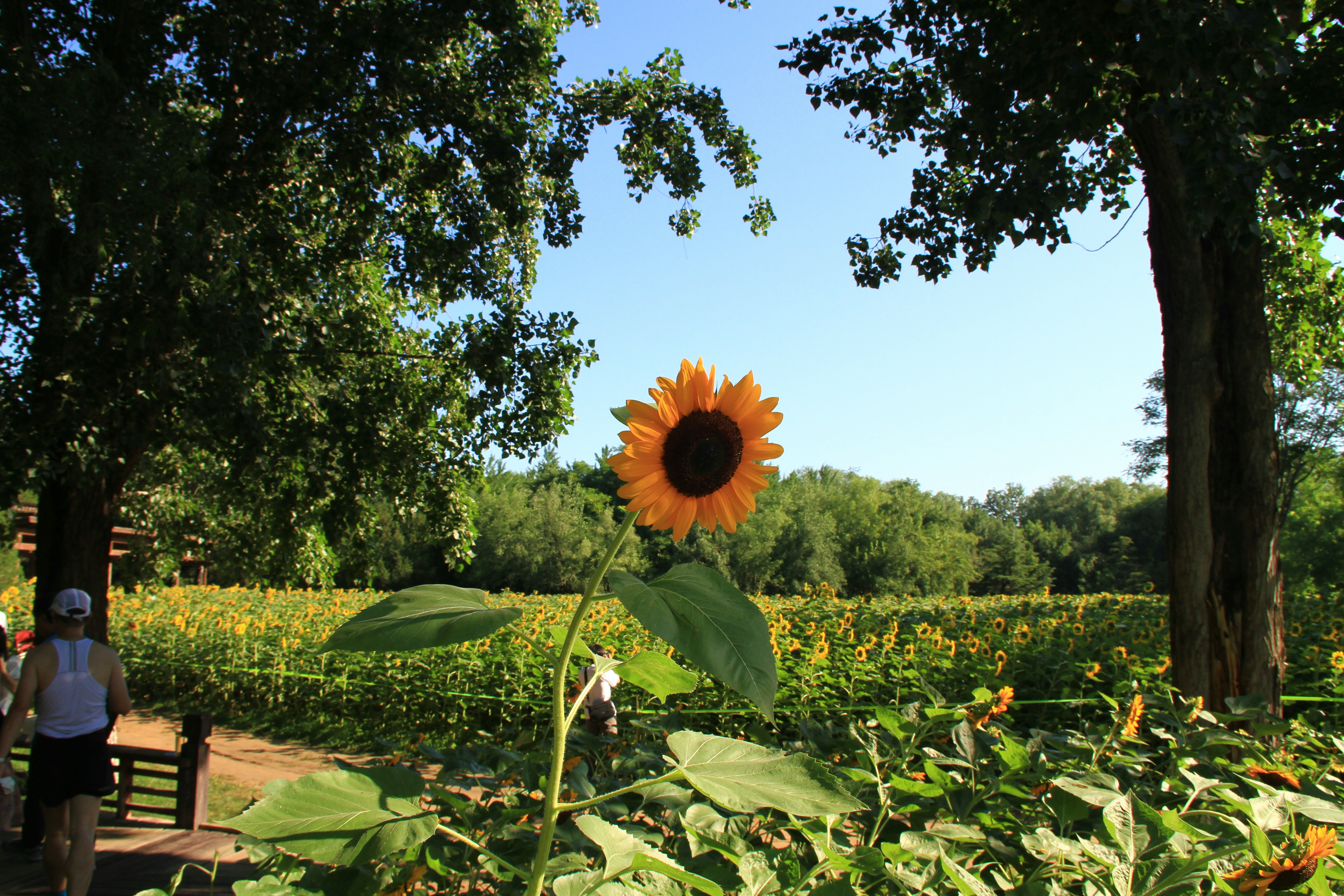 Sunflower Sentinel Standing Tall in a Field of Daylight