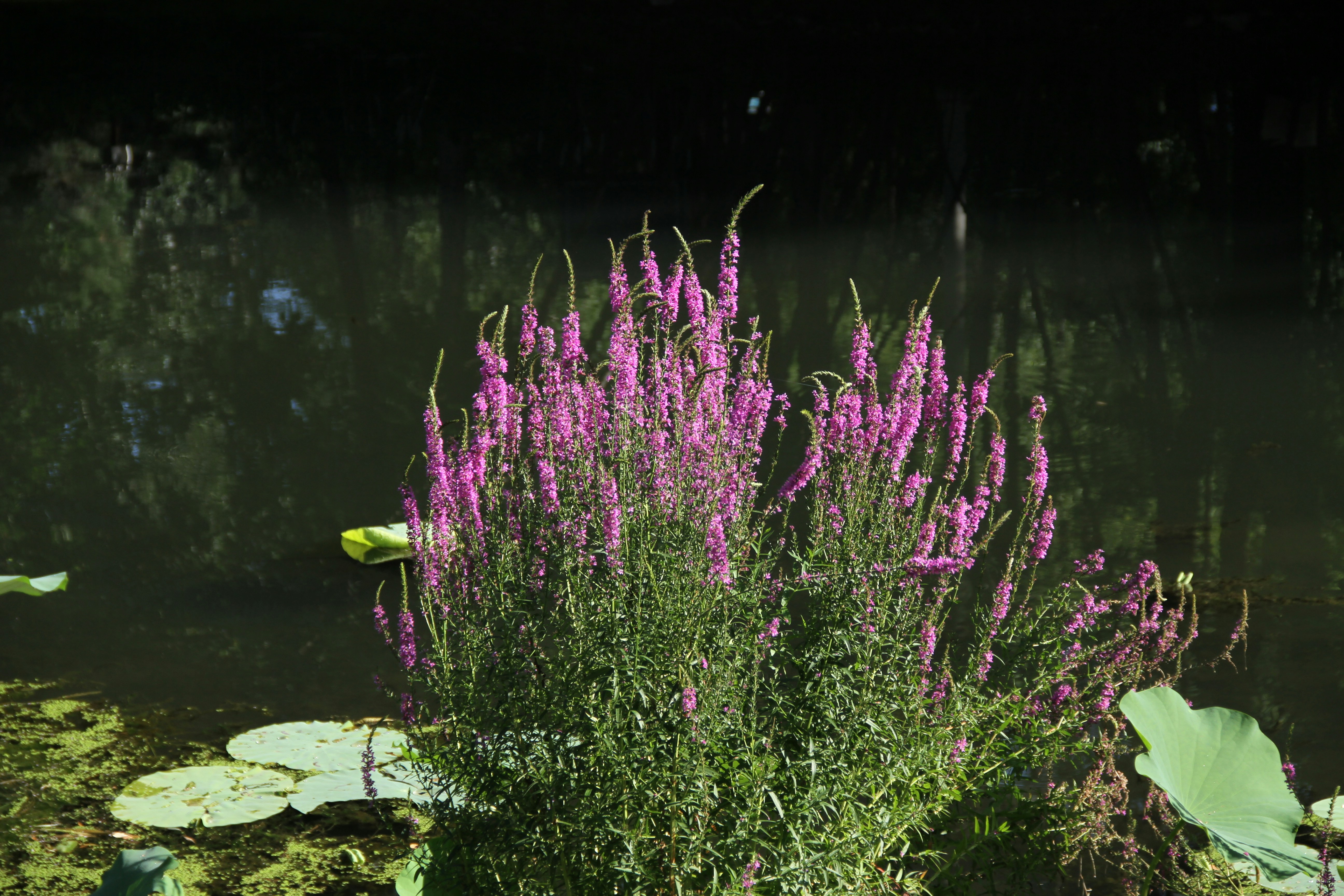 Purple heather bloom at water’s edge