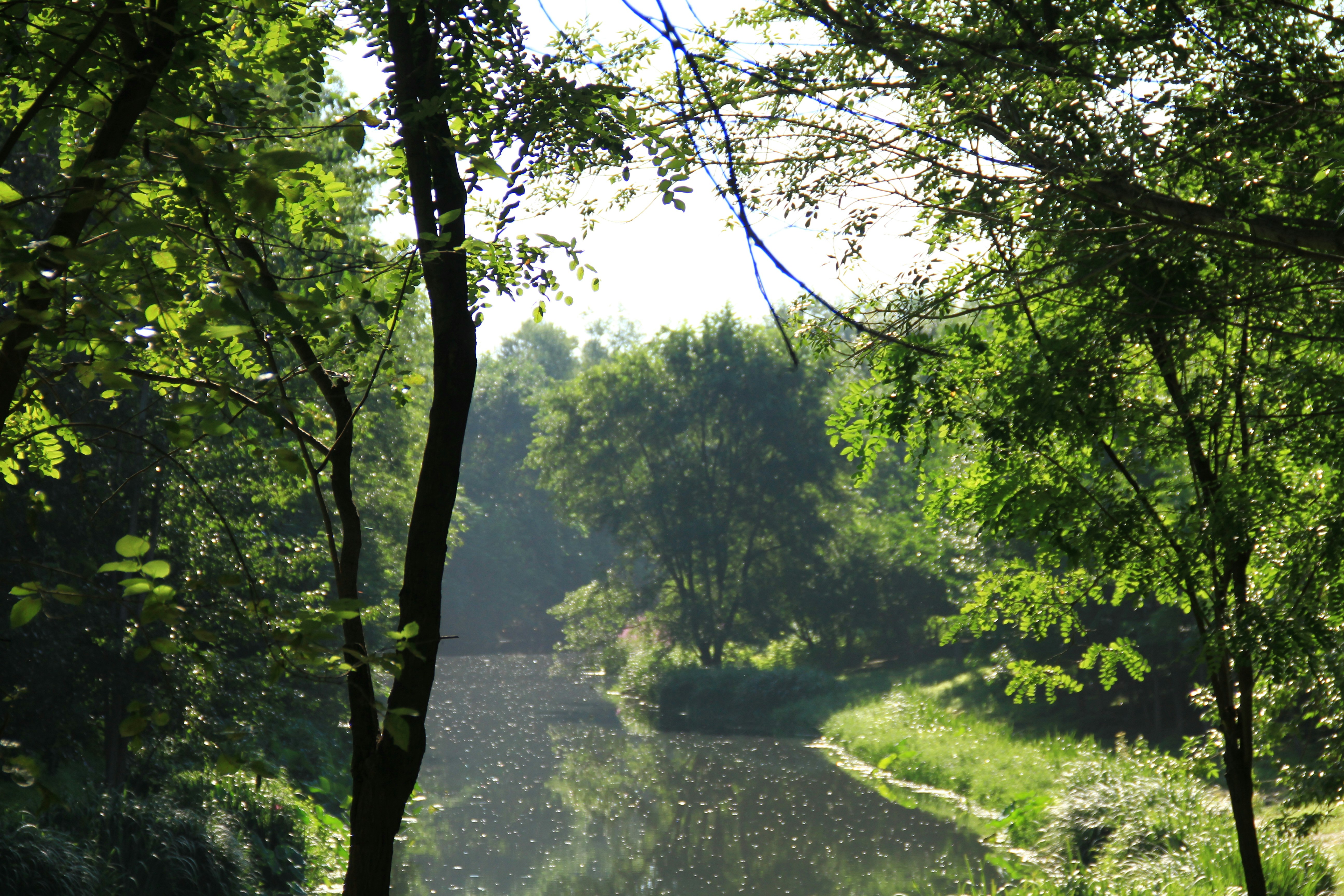 Sunlit River Bend Through Verdant Canopy