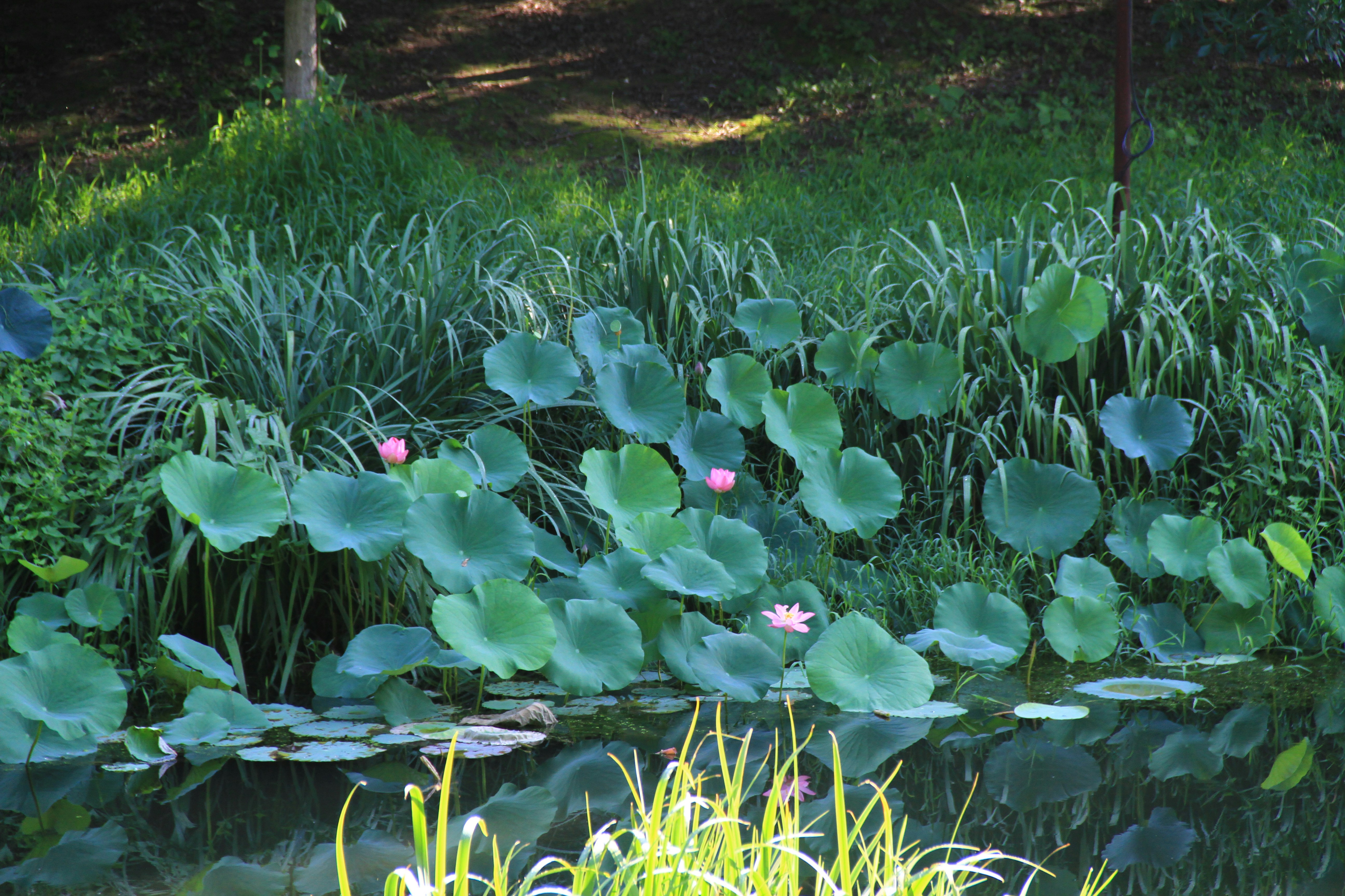 Pink Waterlilies Amid a Calm Pond Border