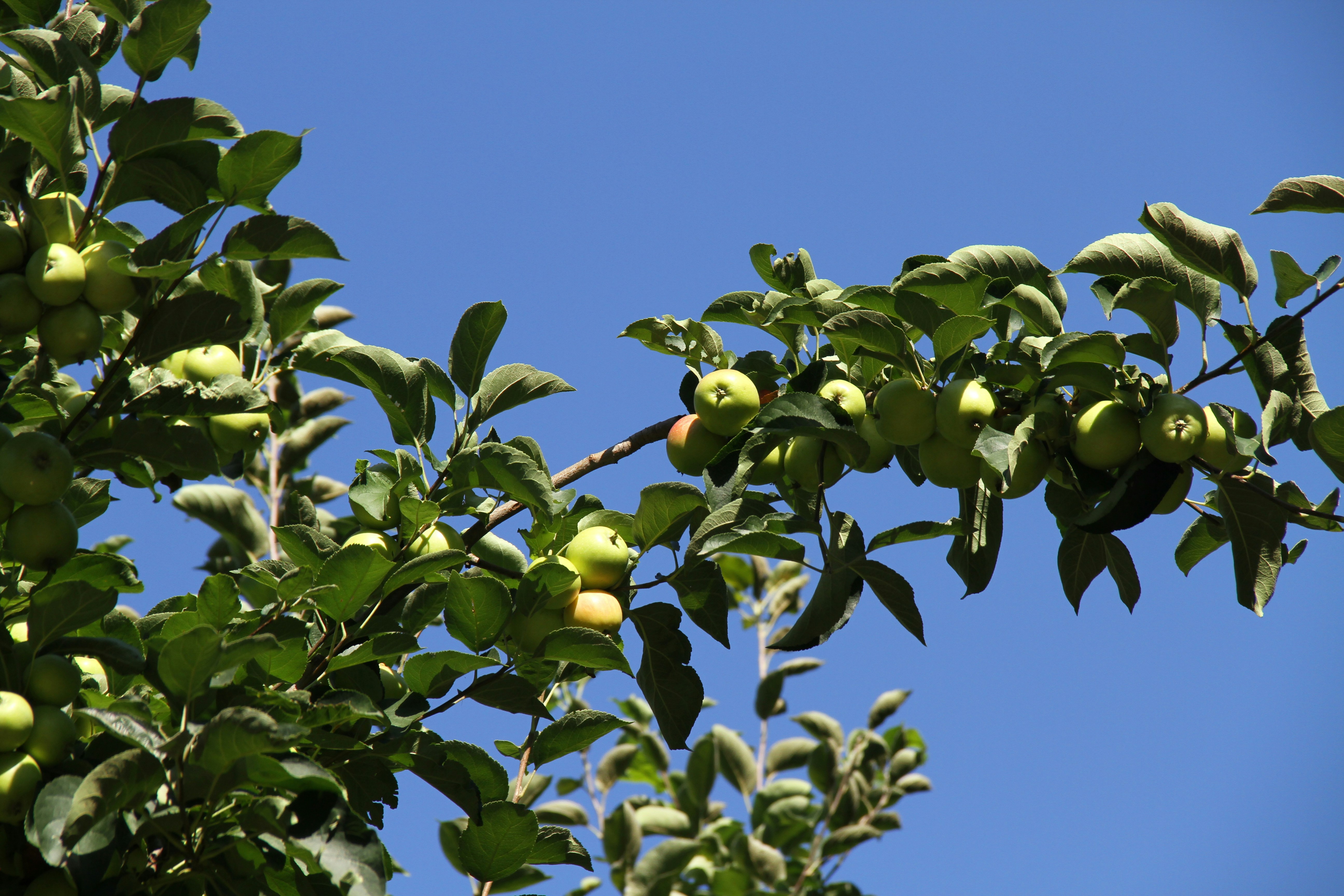 Green apples in a sunlit blue sky