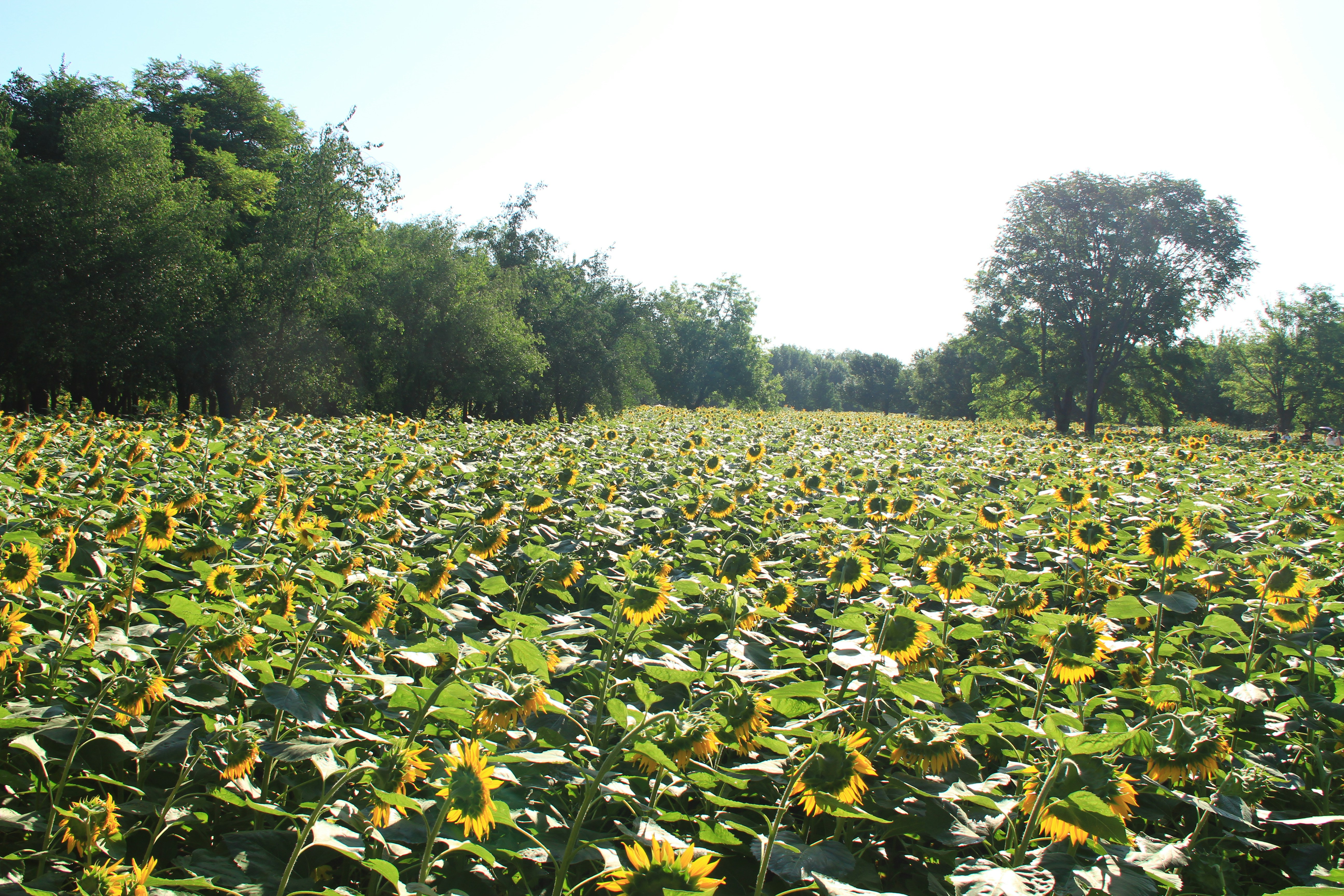 Sunflower Sea at Golden Hour