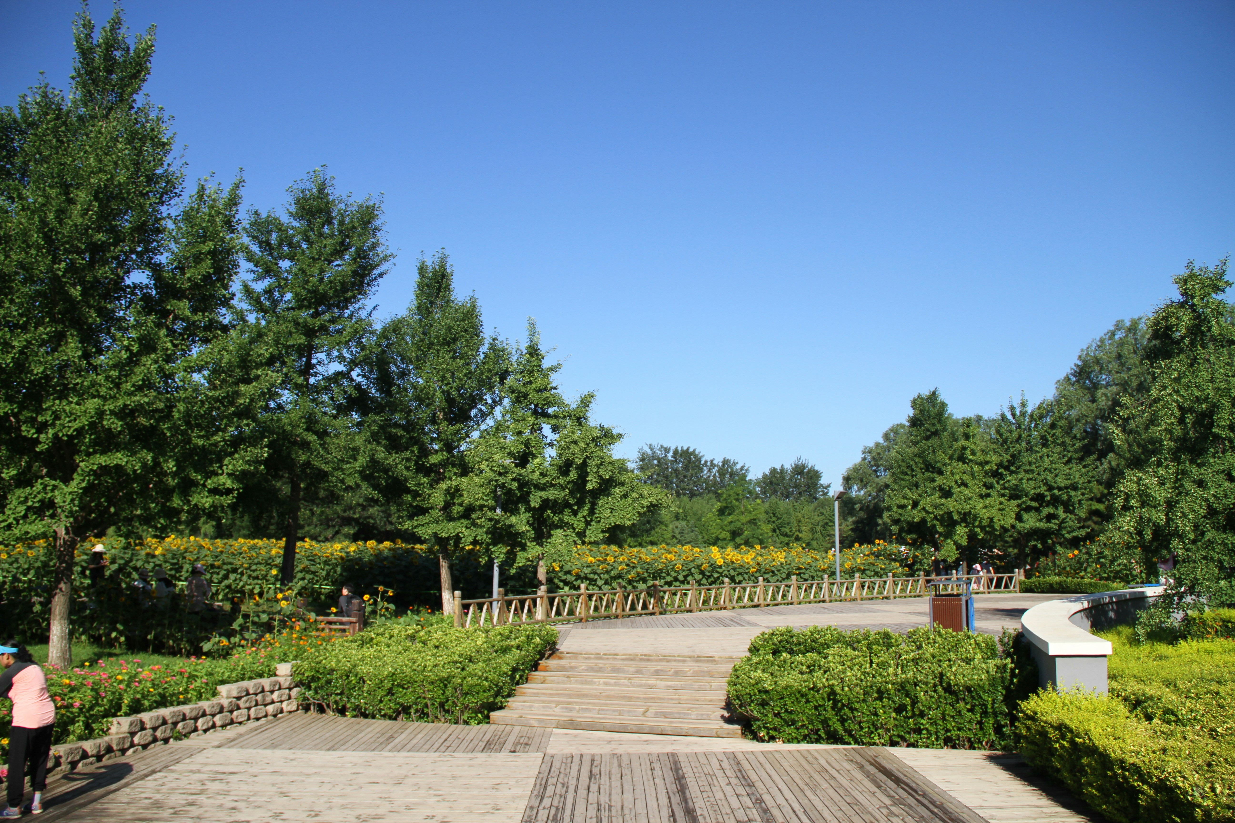 Sunlit Park Steps: A Quiet Path Through Greenery