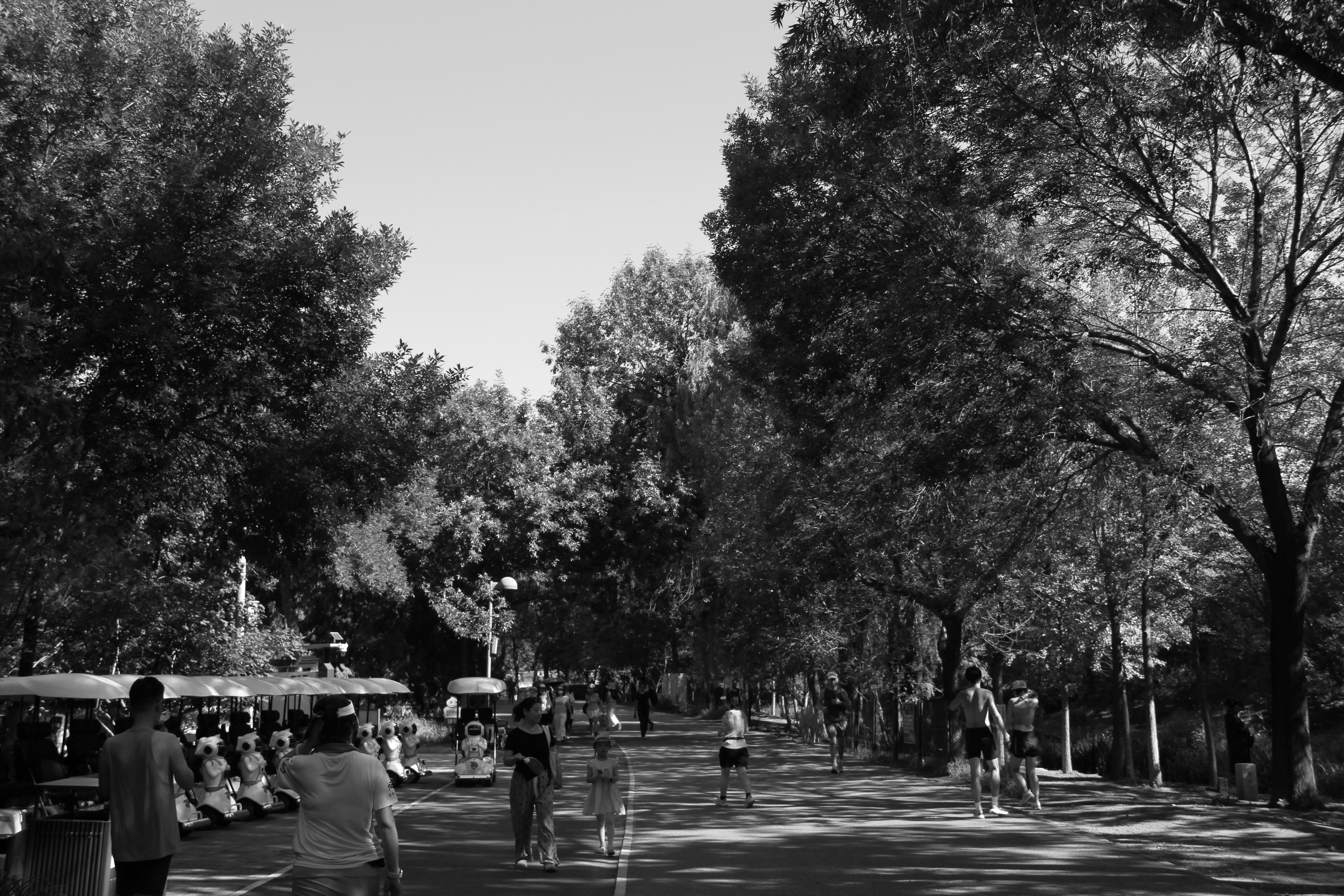 Shaded Boulevard of Quiet Summer by the Park