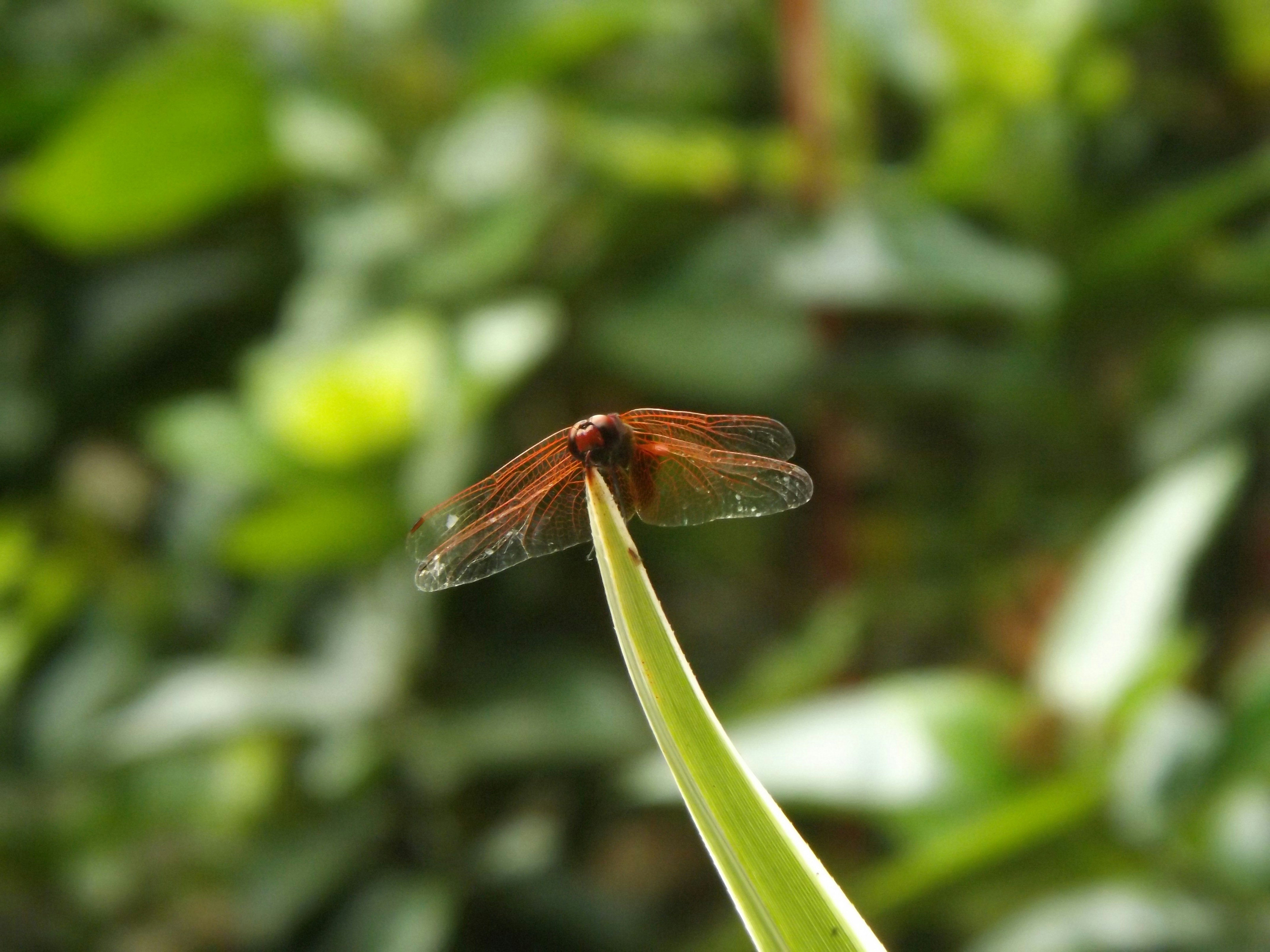 Red-amber dragonfly perched on a curved blade in a sunlit garden