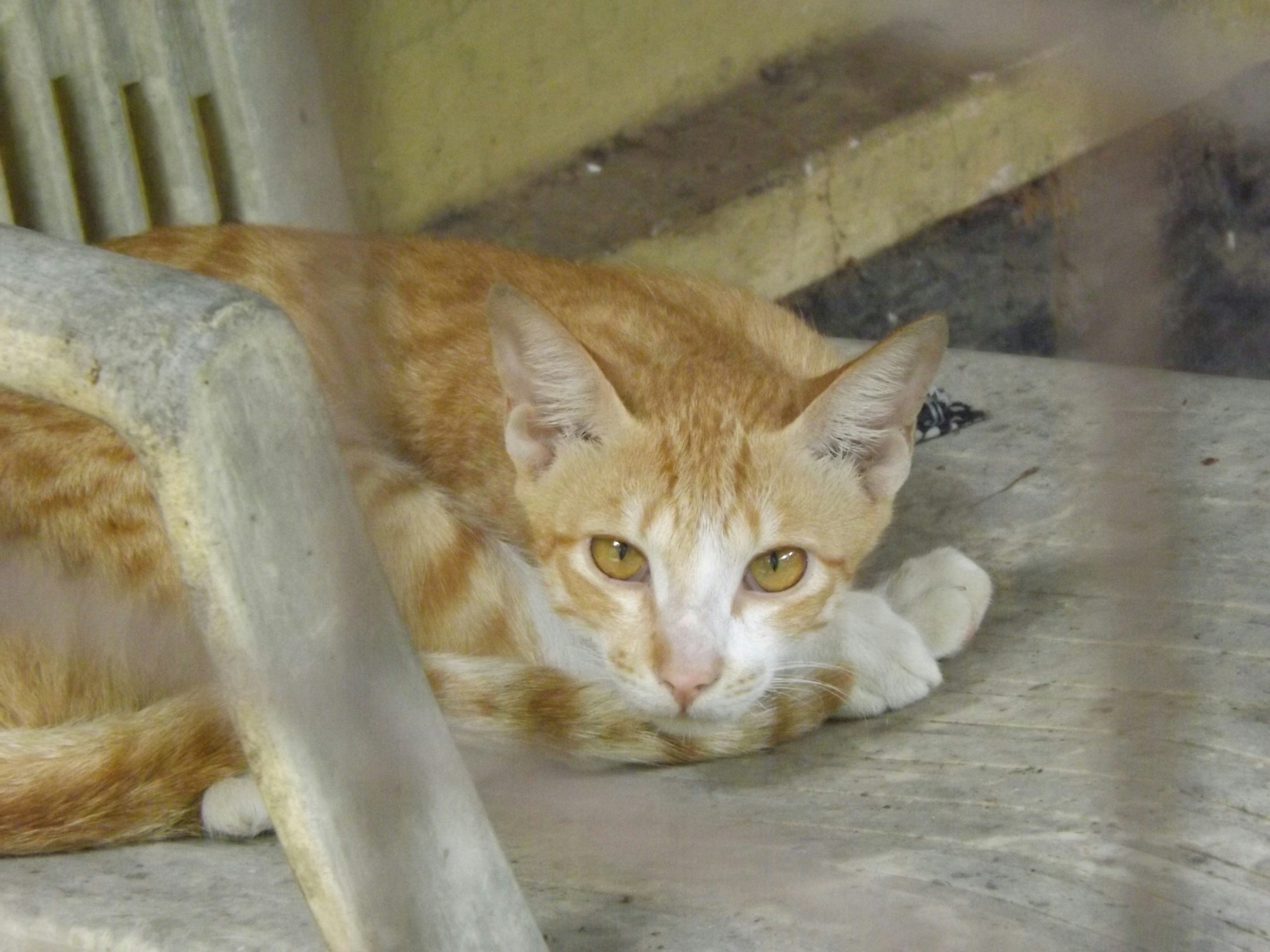 Amber Gaze: A Resting Cat Watching Beyond the Glass