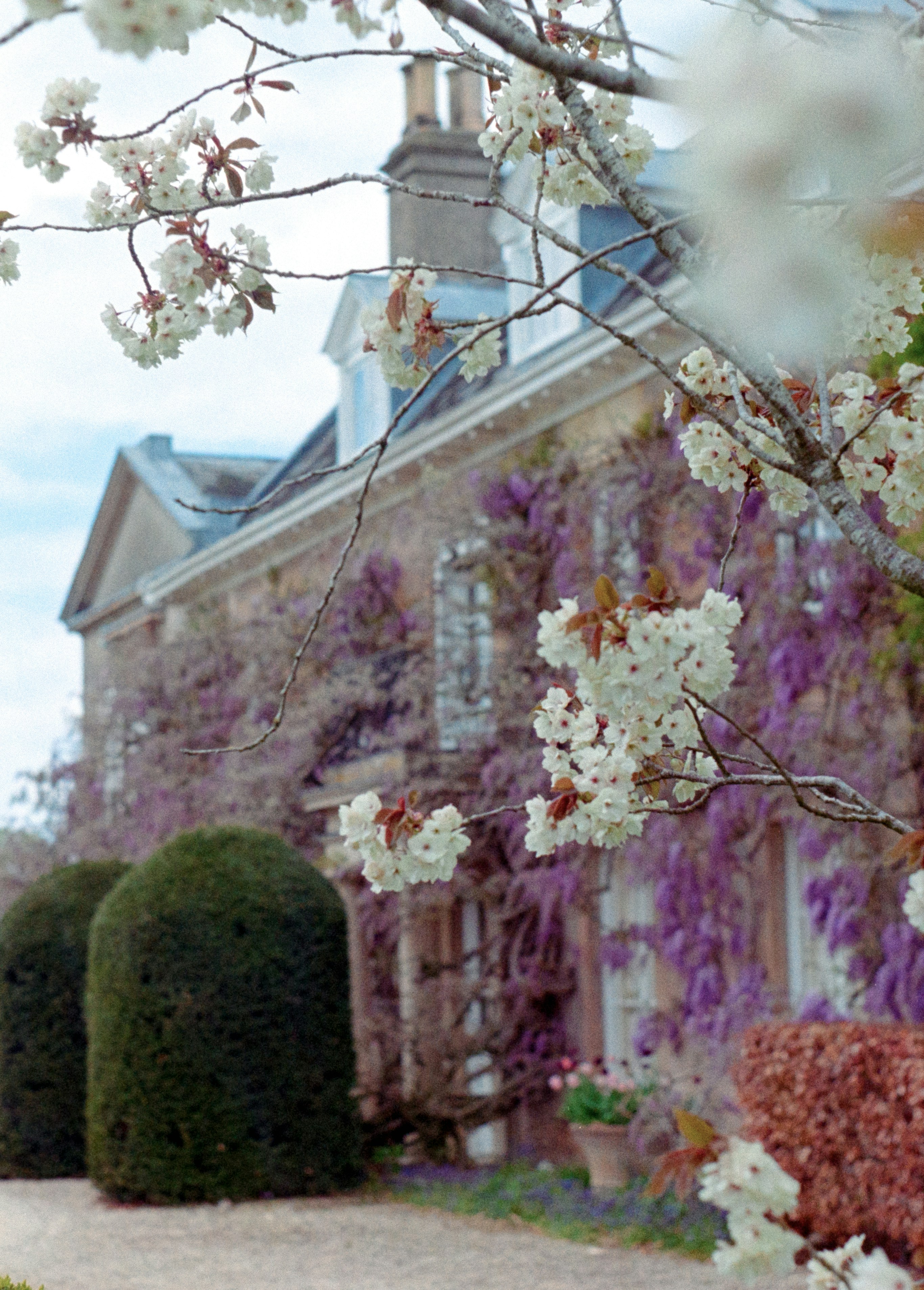 Half-frame image of blossom and wisteria, taken on the only 35mm SLR that can switch mid-roll between full frame and half frame.