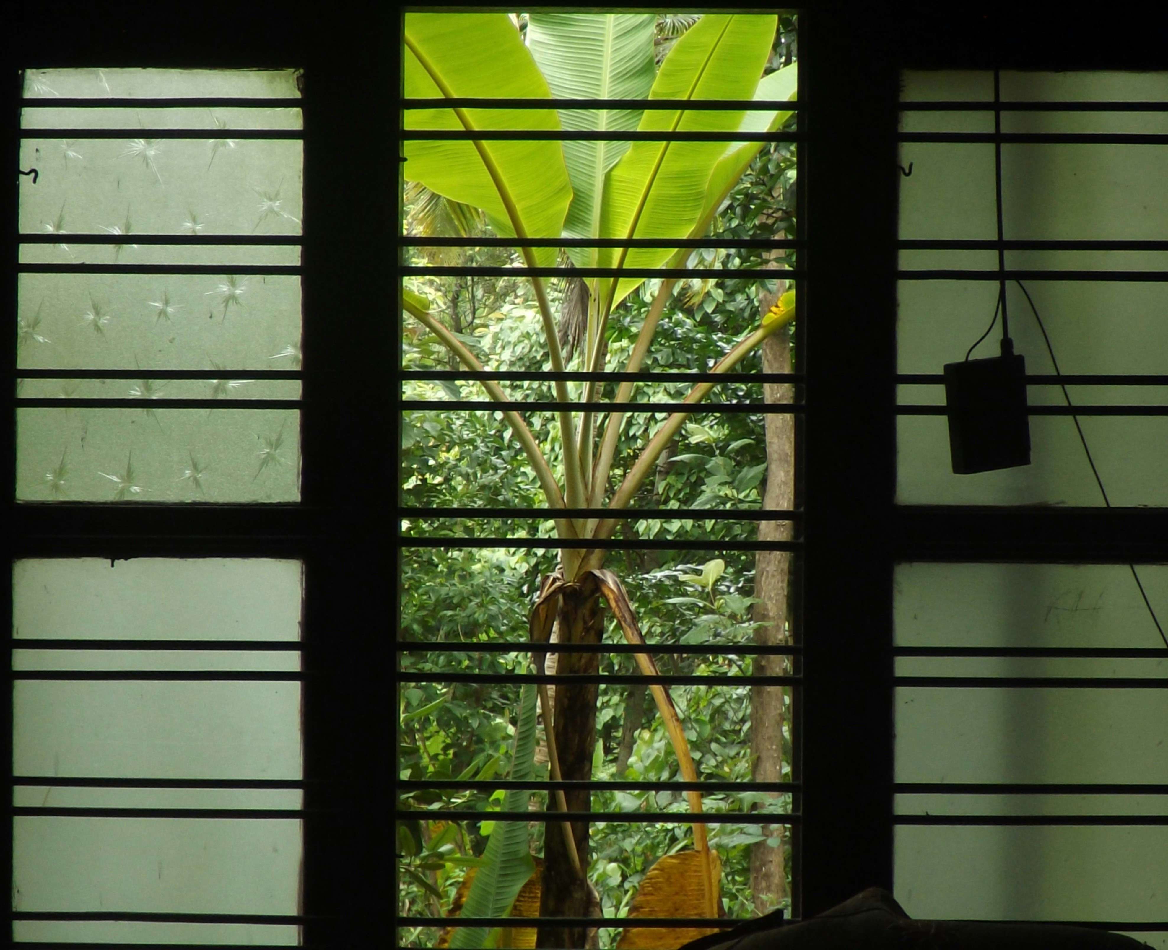 Through the Louvered Frame: Center Banana Plant framed by Glass Panels