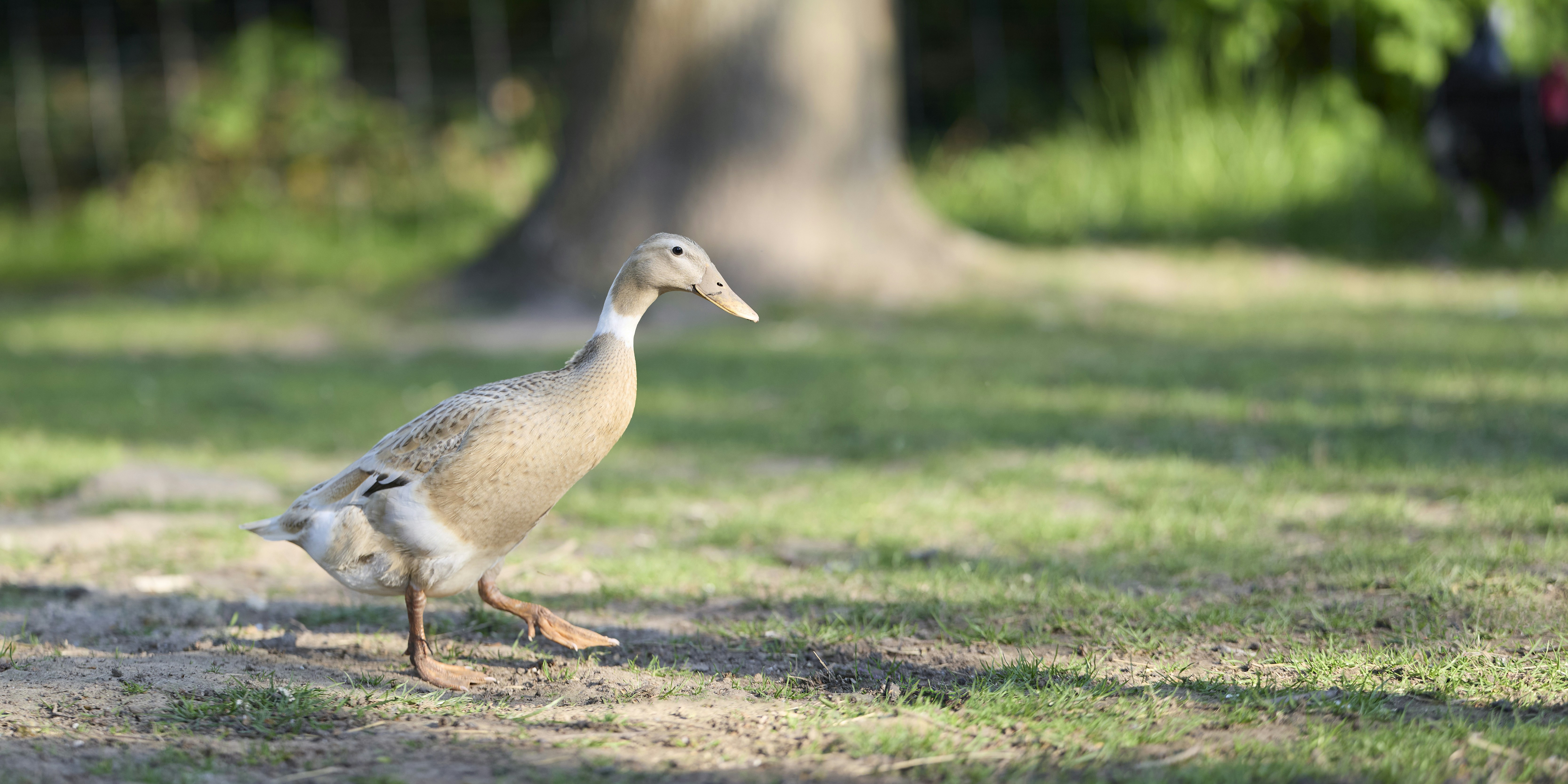 Ducks in Dappled Shade: a lone walk across sunlit grass