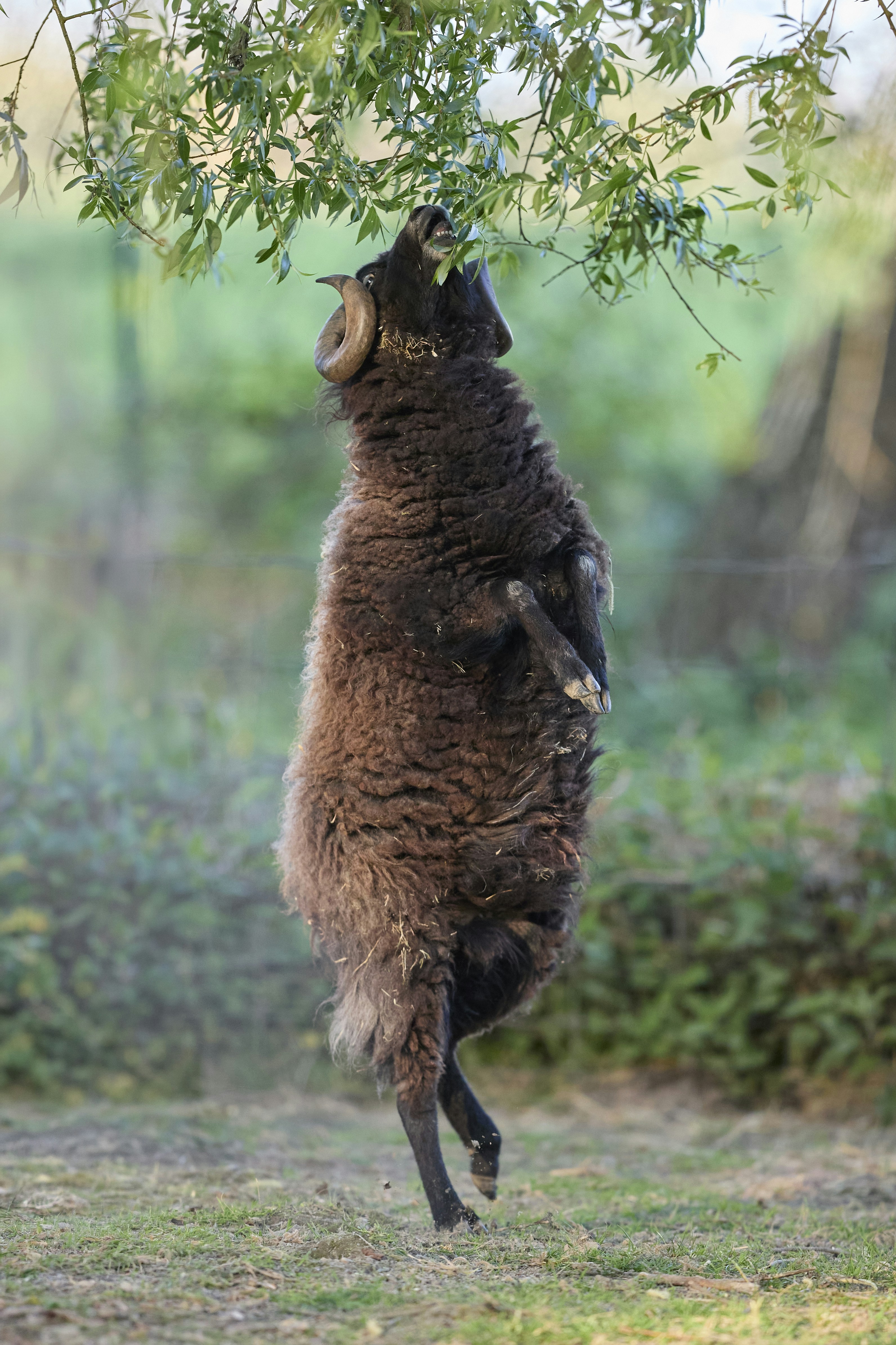 Midnight Ruminant: Llama Reaches for Green Trellis