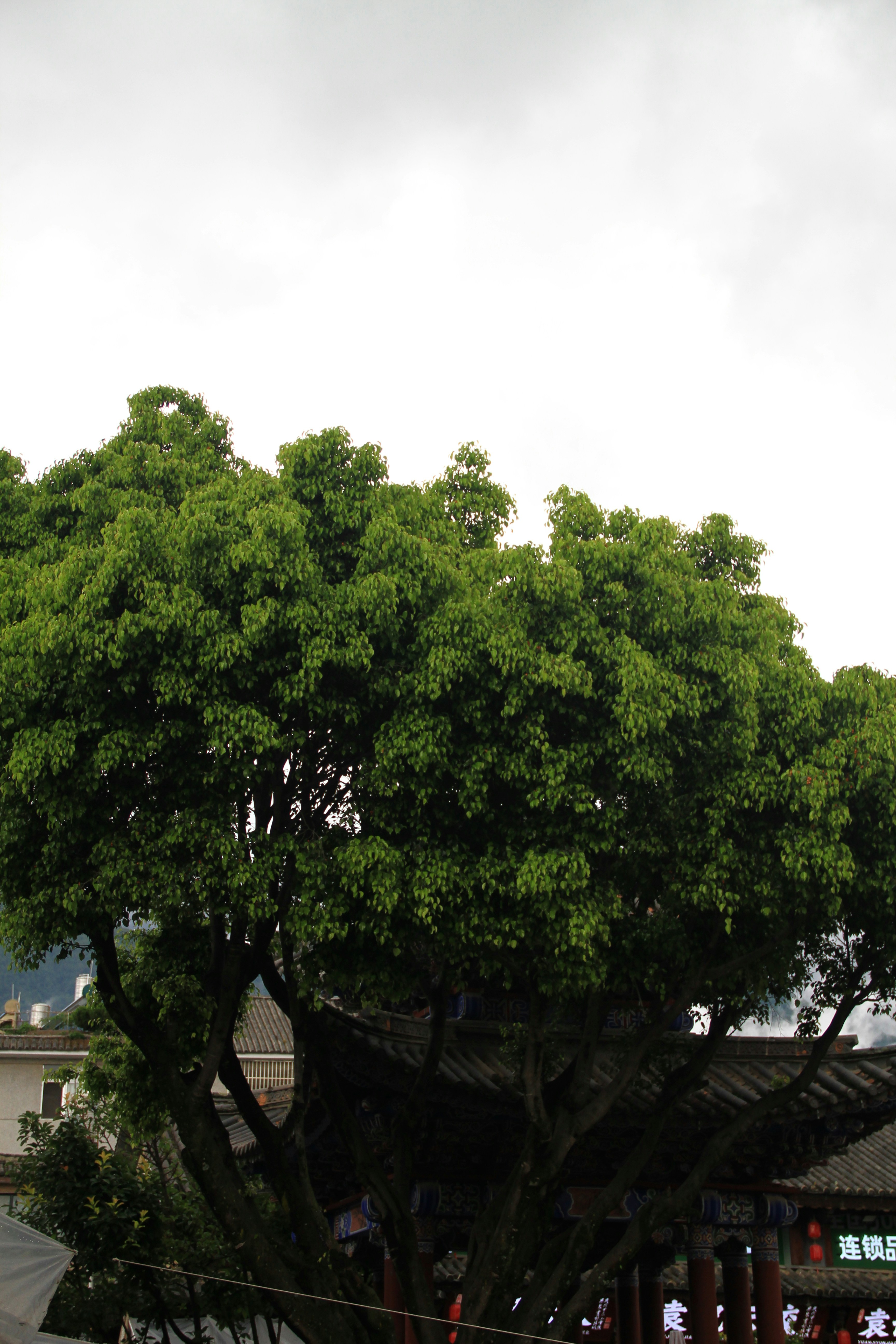 Lush Canopy Over Quiet Courtyard