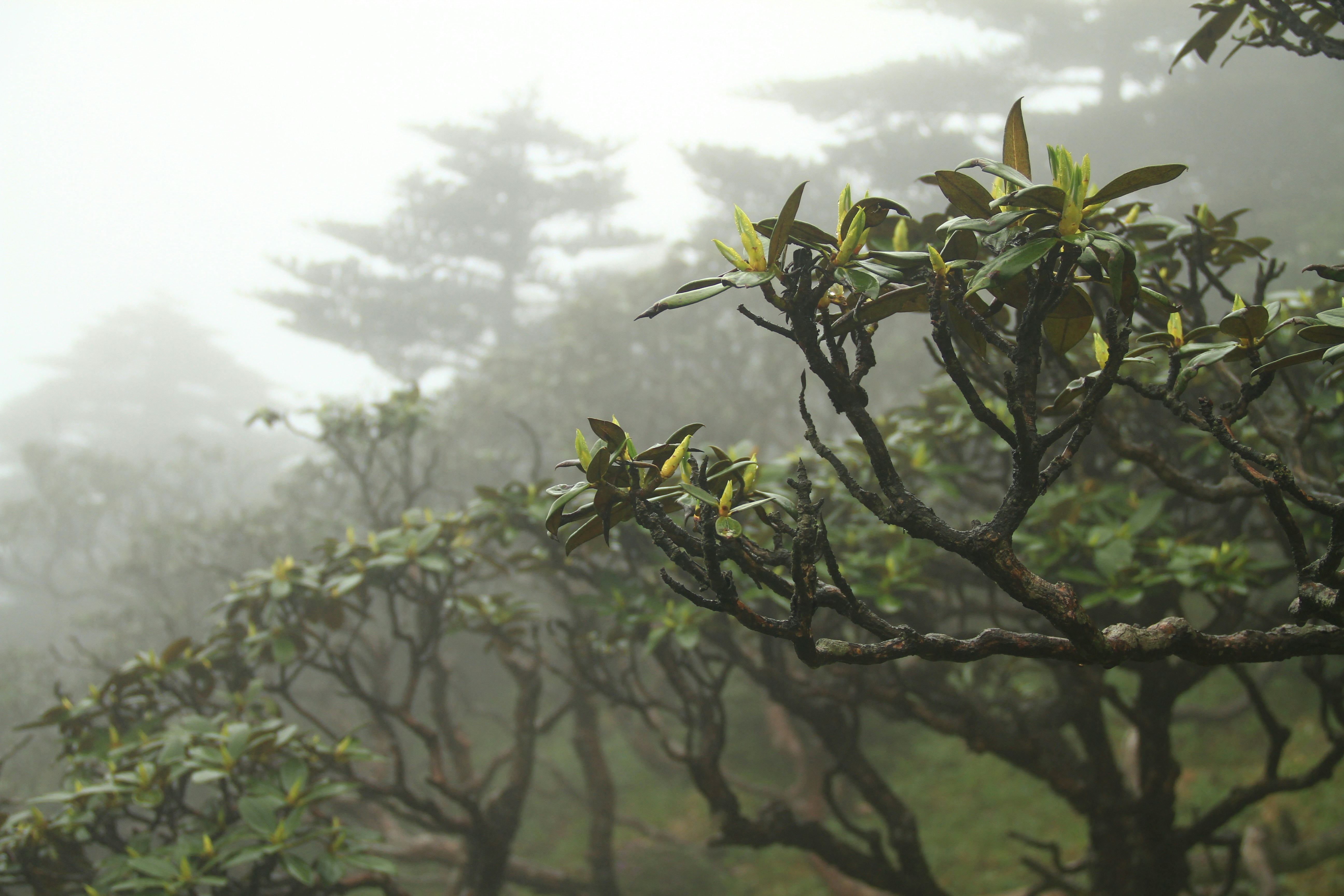 Mist-Softened Pines on a Quiet Ridge