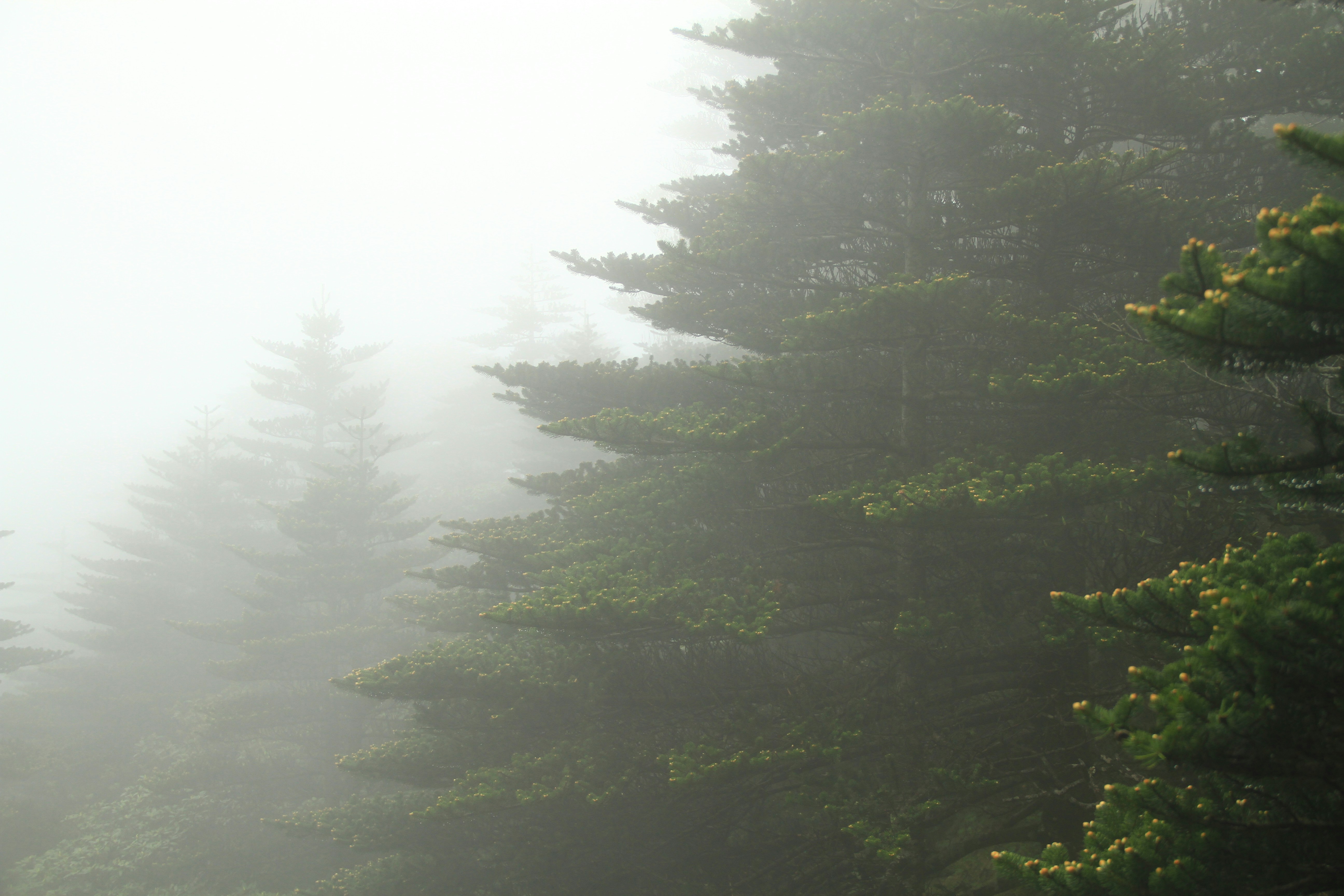 Mist-Shrouded Pines on a Quiet Ridge