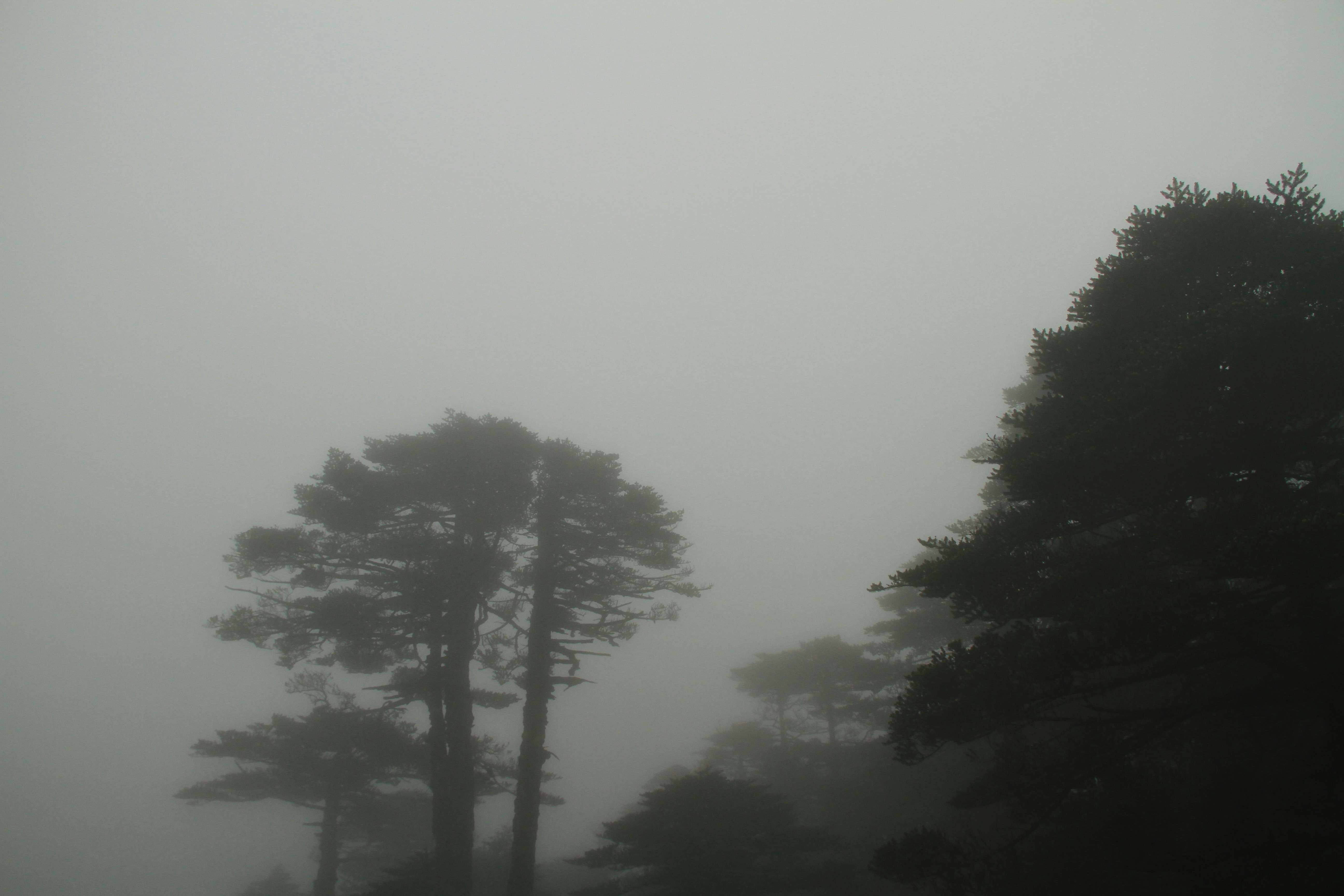 Mist-veiled Pines at Dawn
