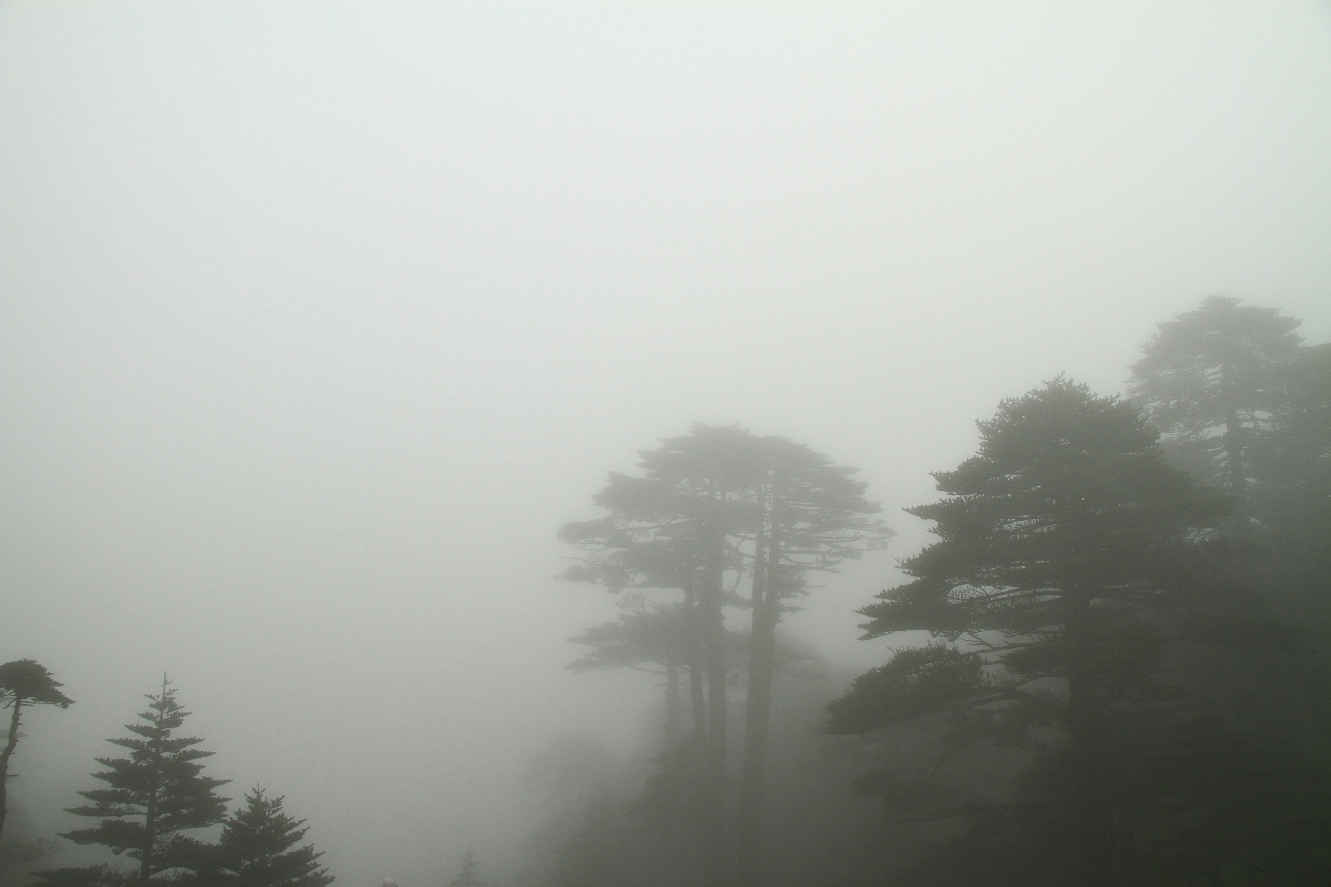 Misty Pines: Quiet Peaks Lost in Fog