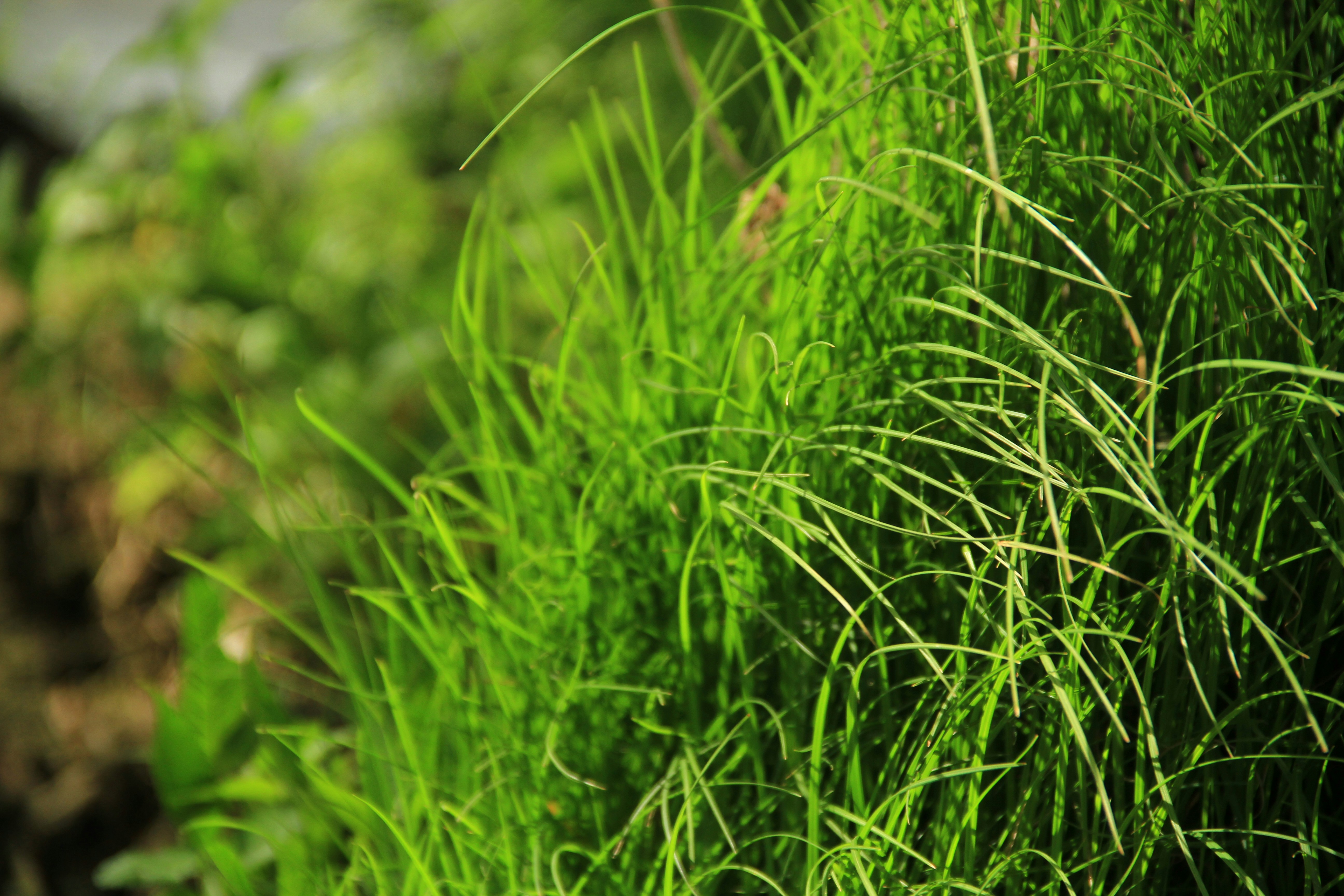 Verdant Wave: Close-up of Graceful Grass Blades in Morning Light