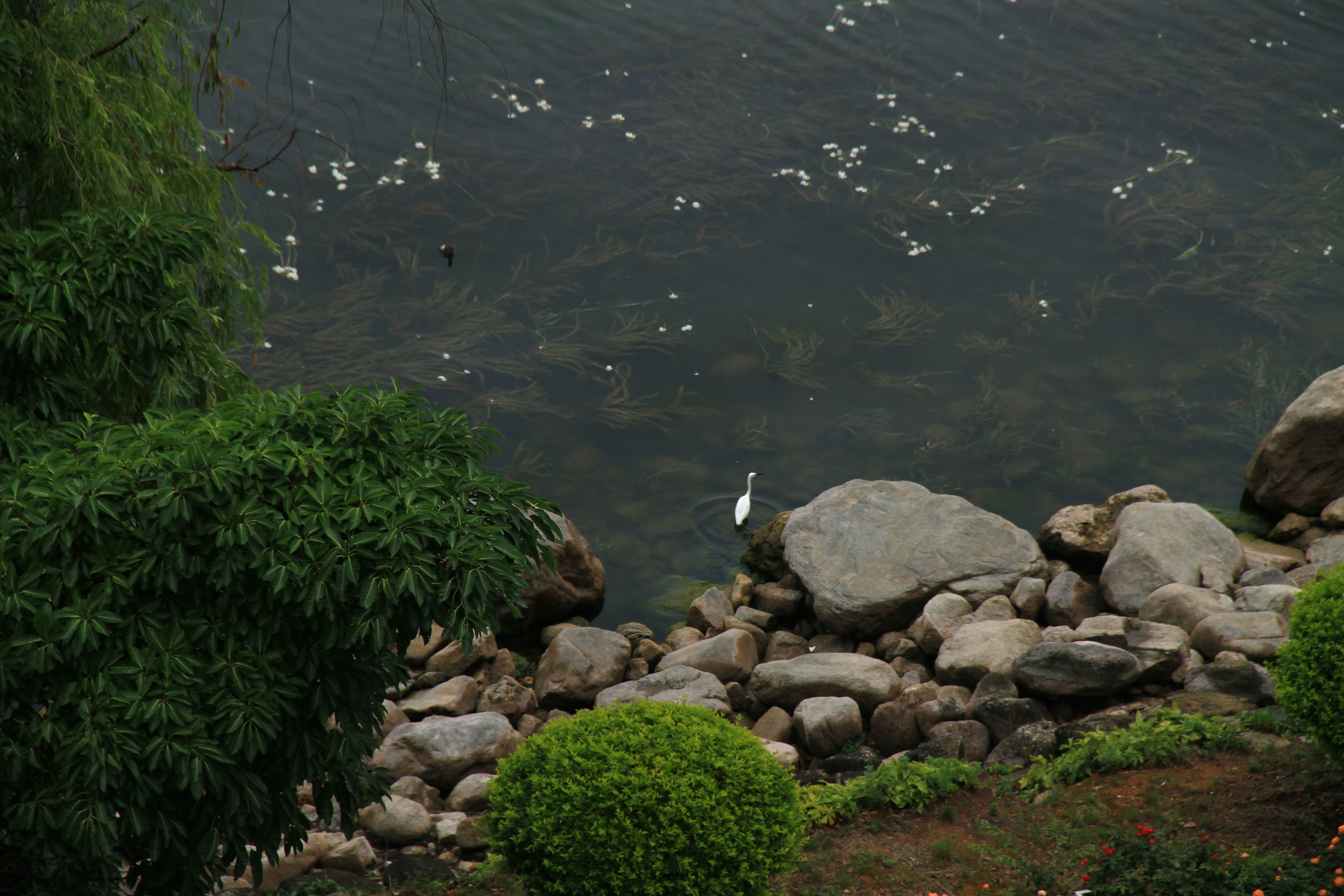 Rocks, Water, and a White Heron: Quiet Lakeside Edge