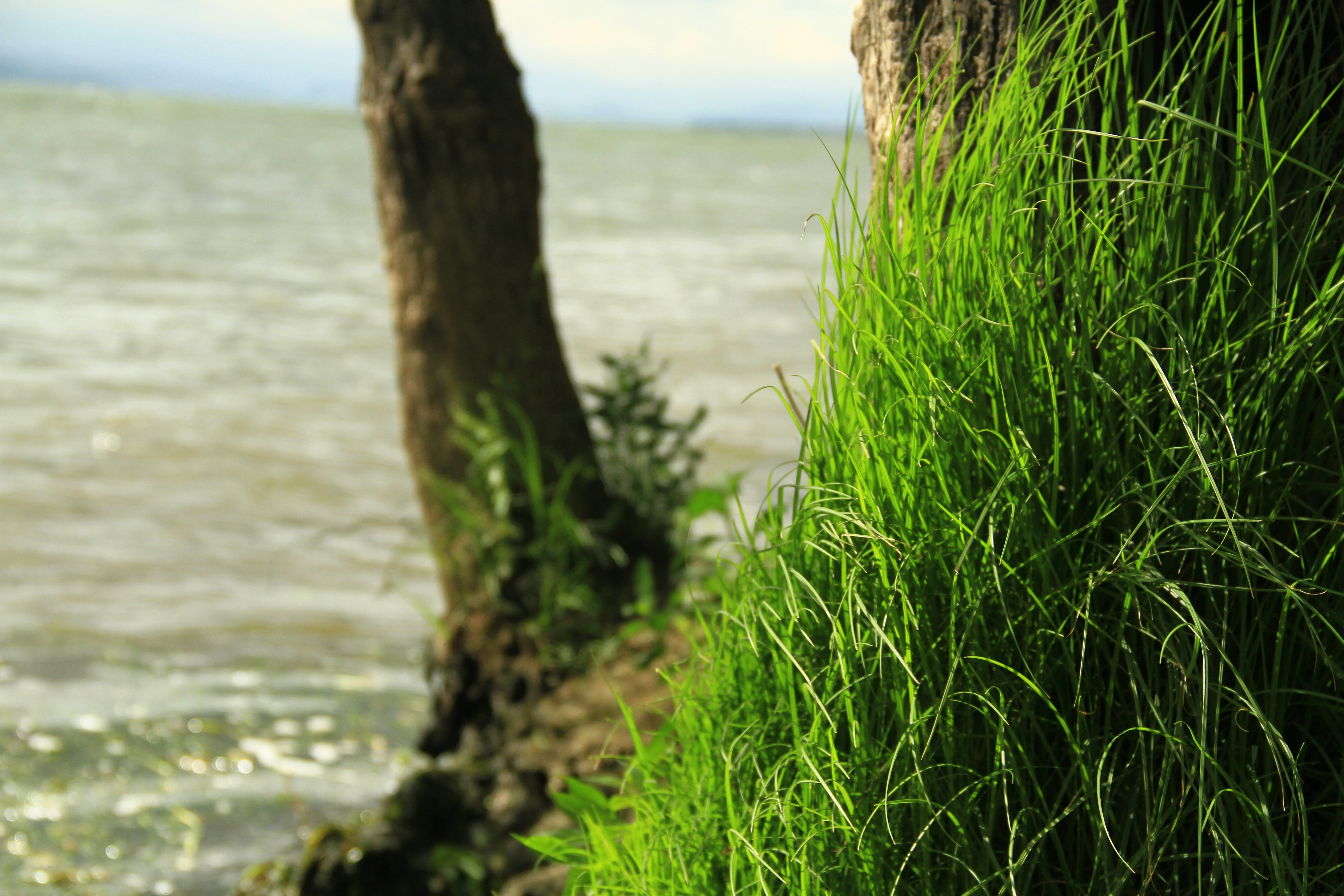Sedge Border by the Waterfront
