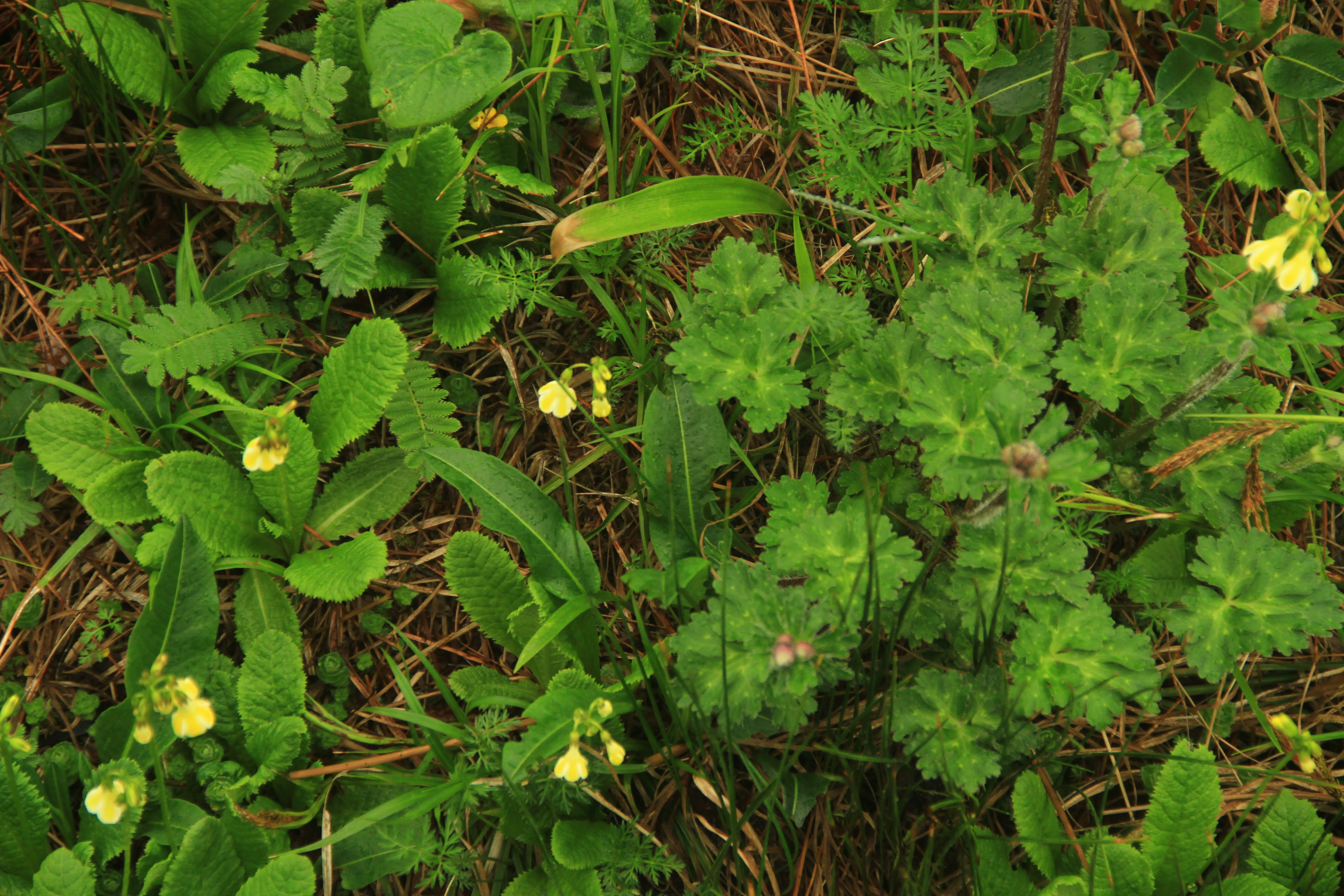 Verdant Bed: Close-up of Ground-Level Leaves and Tiny Yellow Flowers