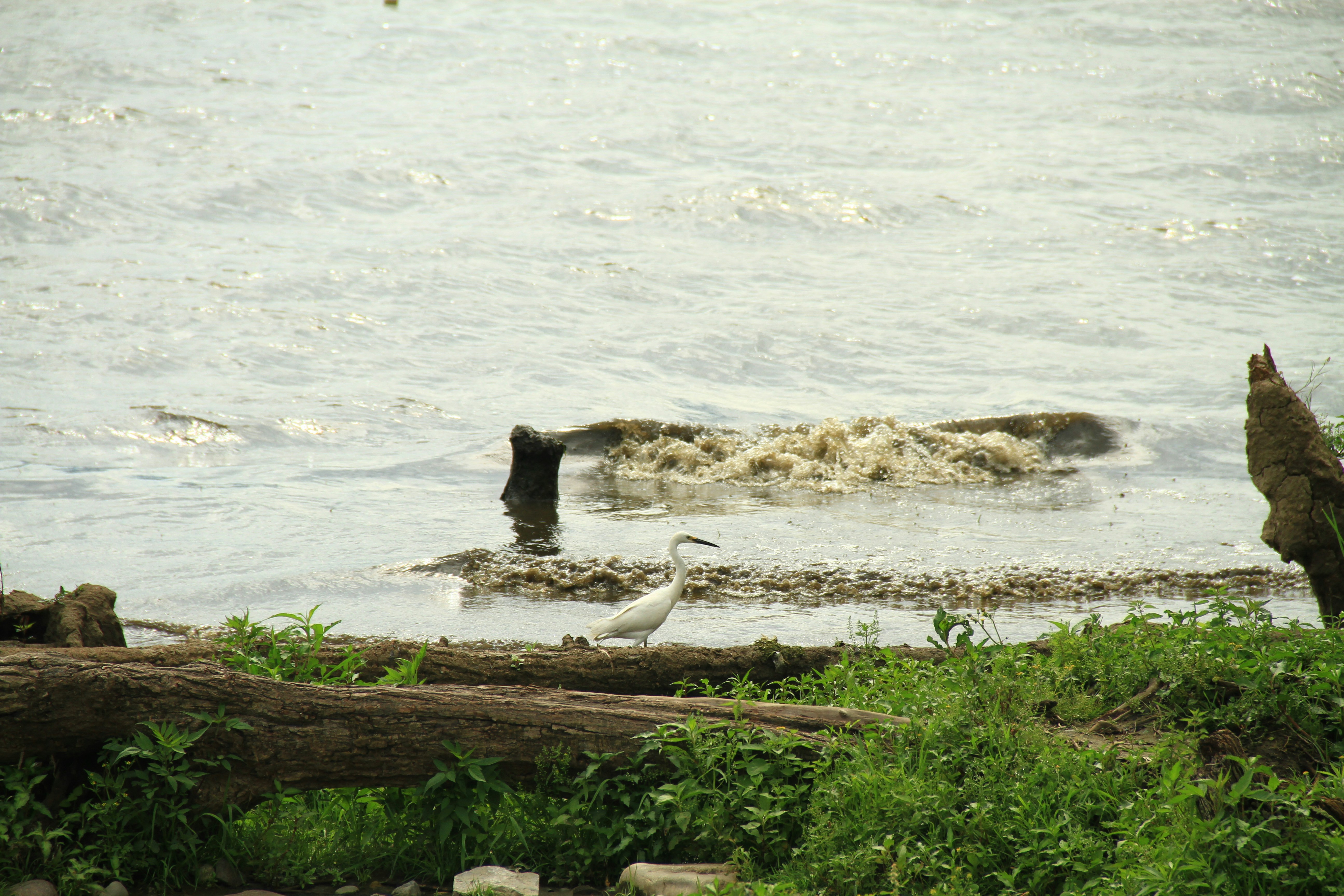 Quiet Shoreline Heron