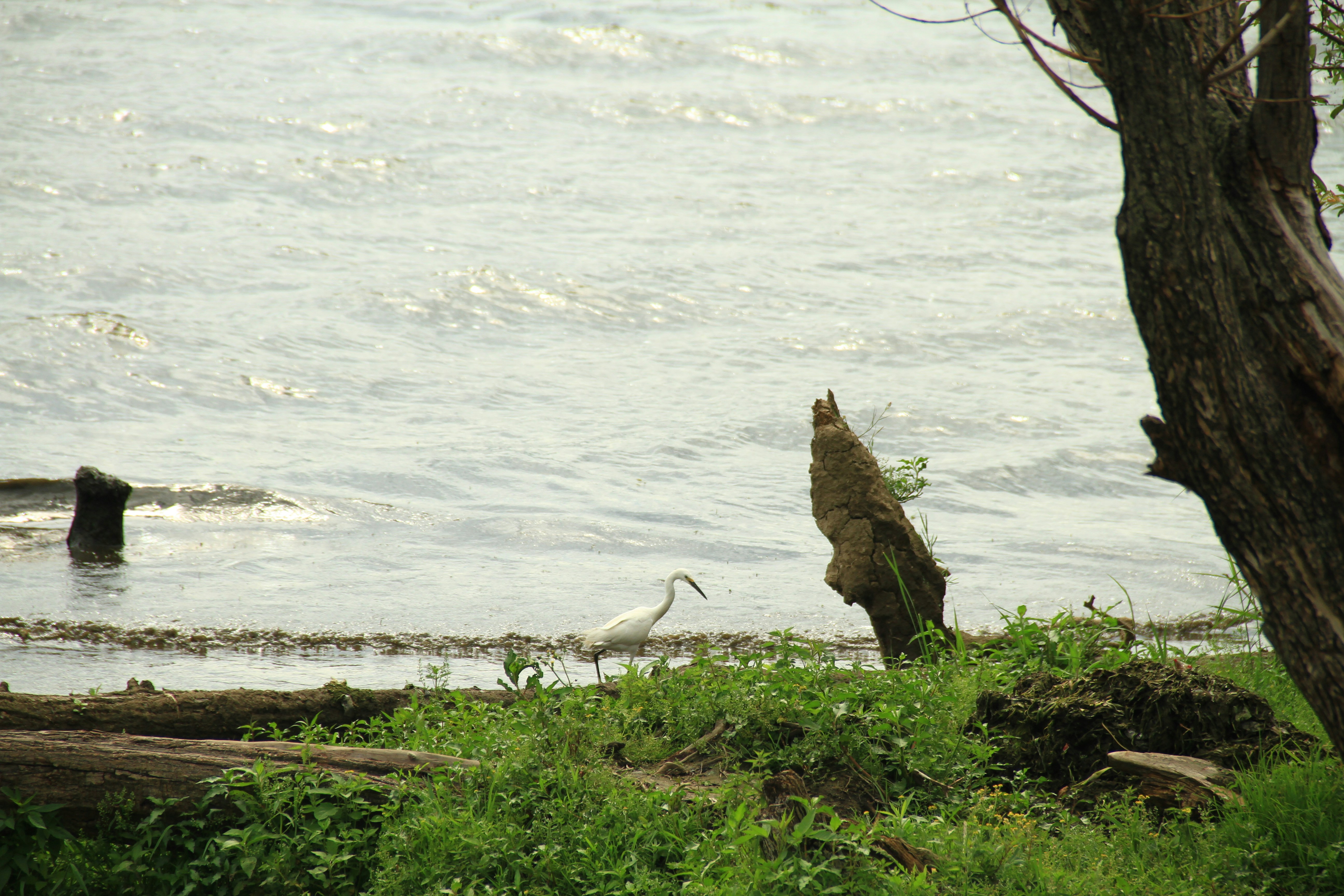 Heron by the Quiet Shore