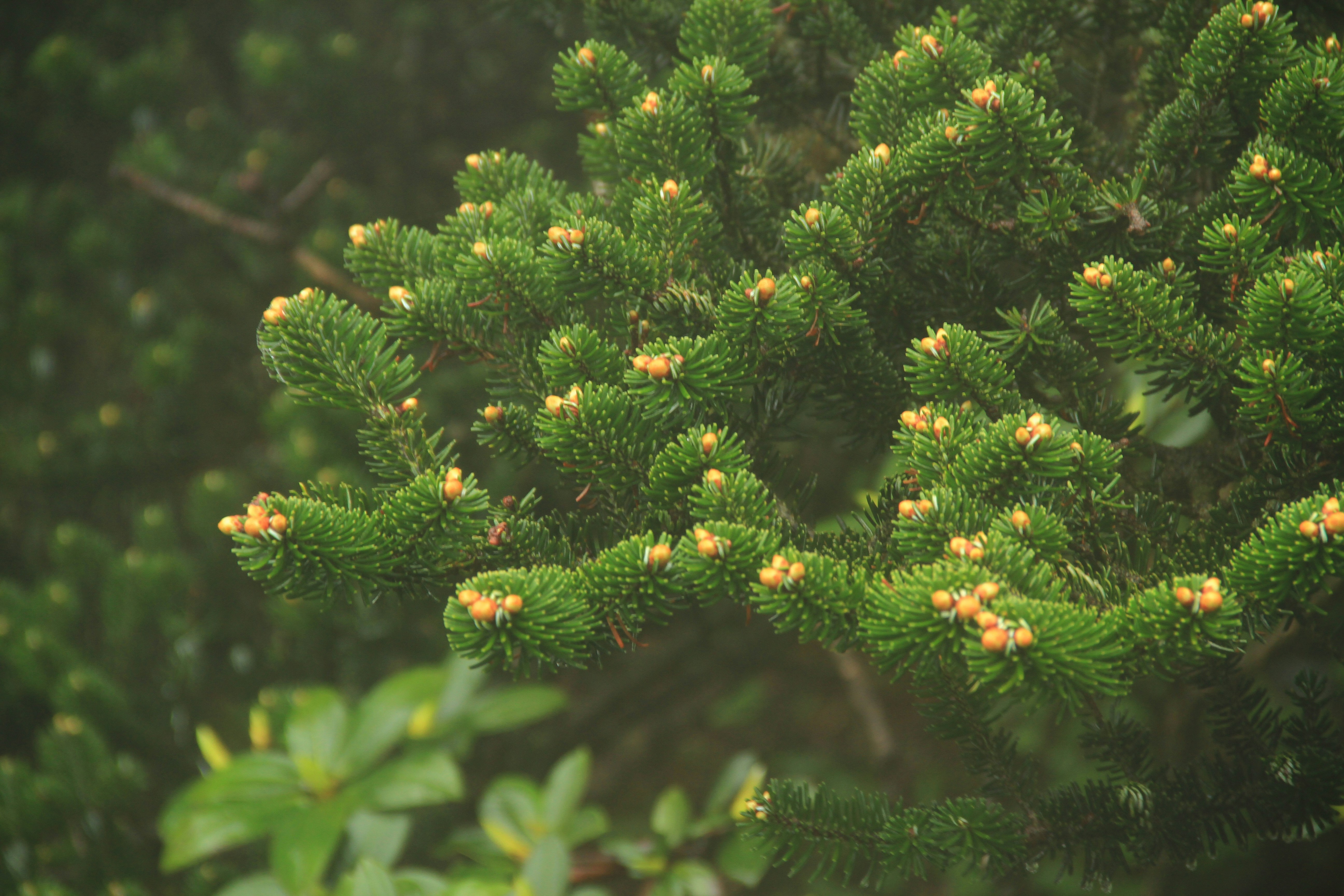 Emerald Sprigs: New Growth at the Edge of the Hedge
