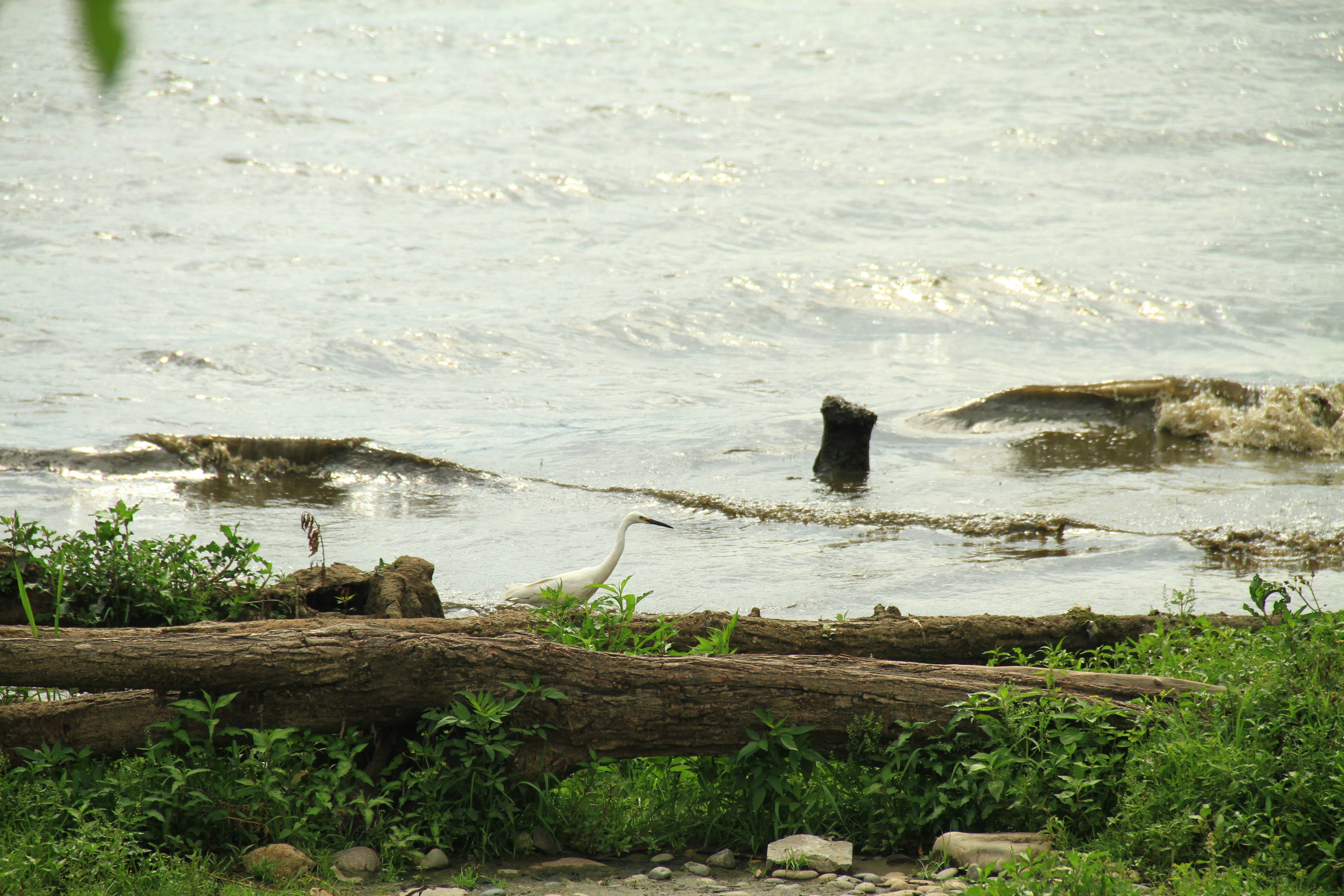 Driftwood and shoreline Tidescape